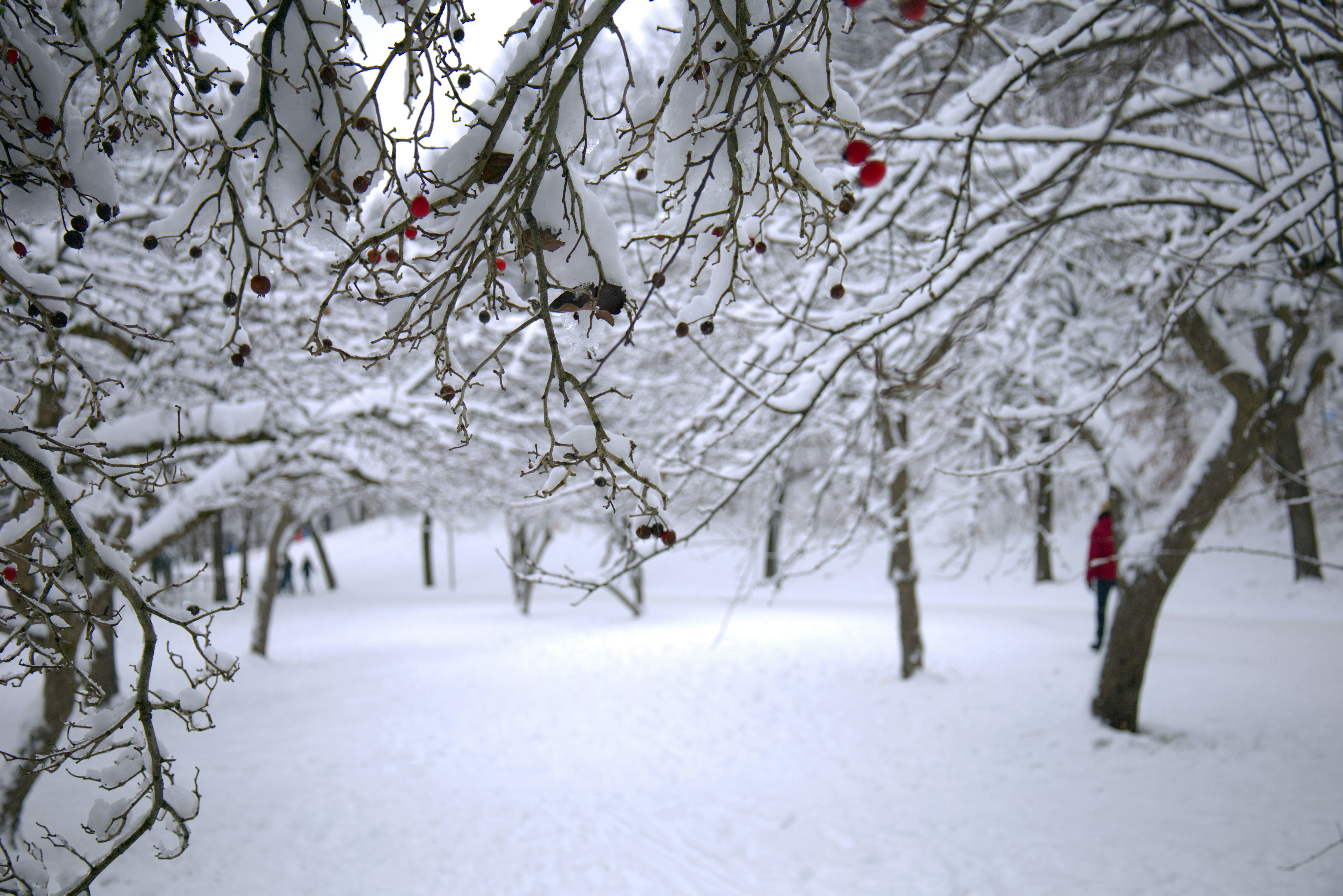 Crimson Berries in Frost: A Quiet Winter Arbor