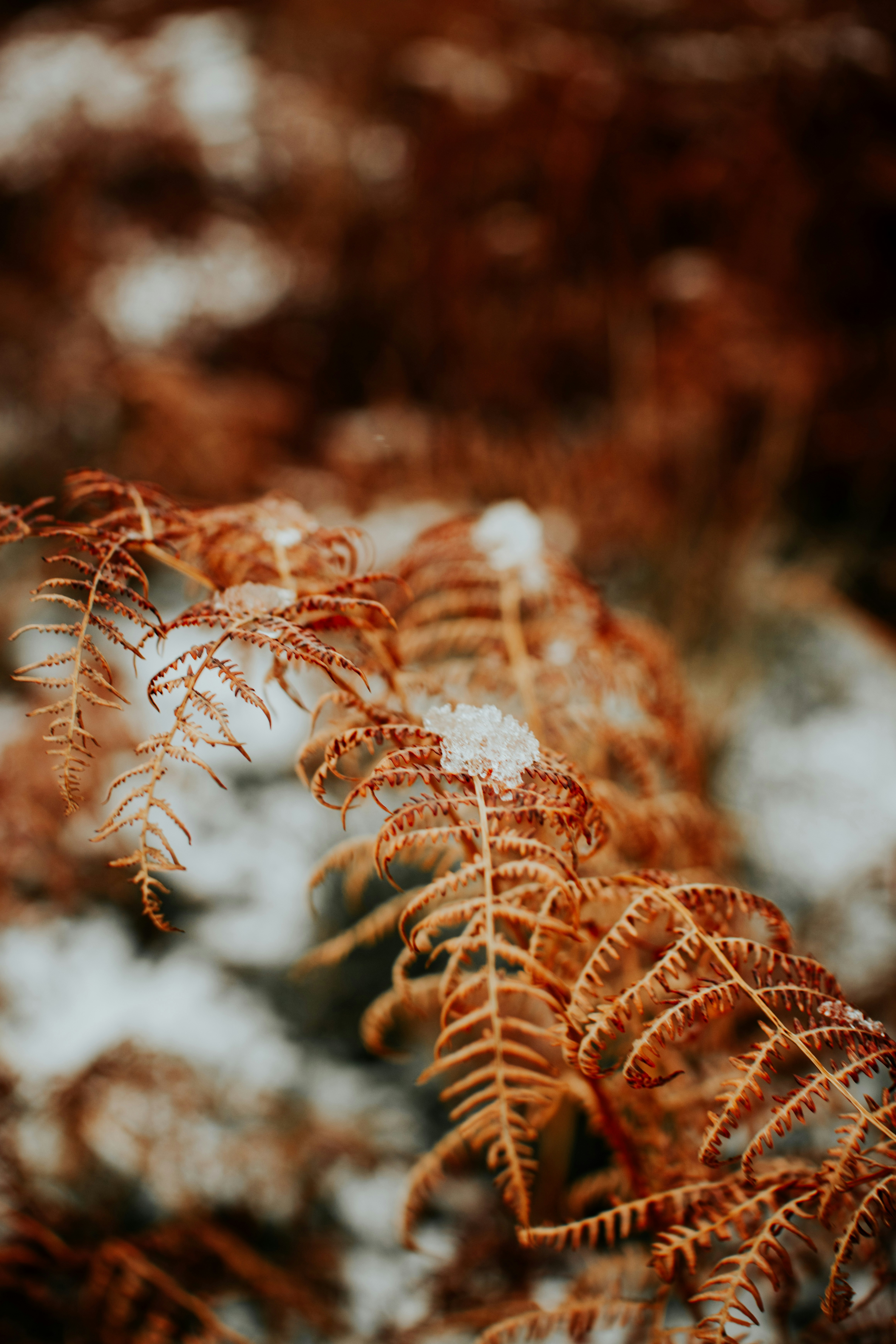 Winter Lace on a Frond: Frosty Copper Fern in Soft Focus