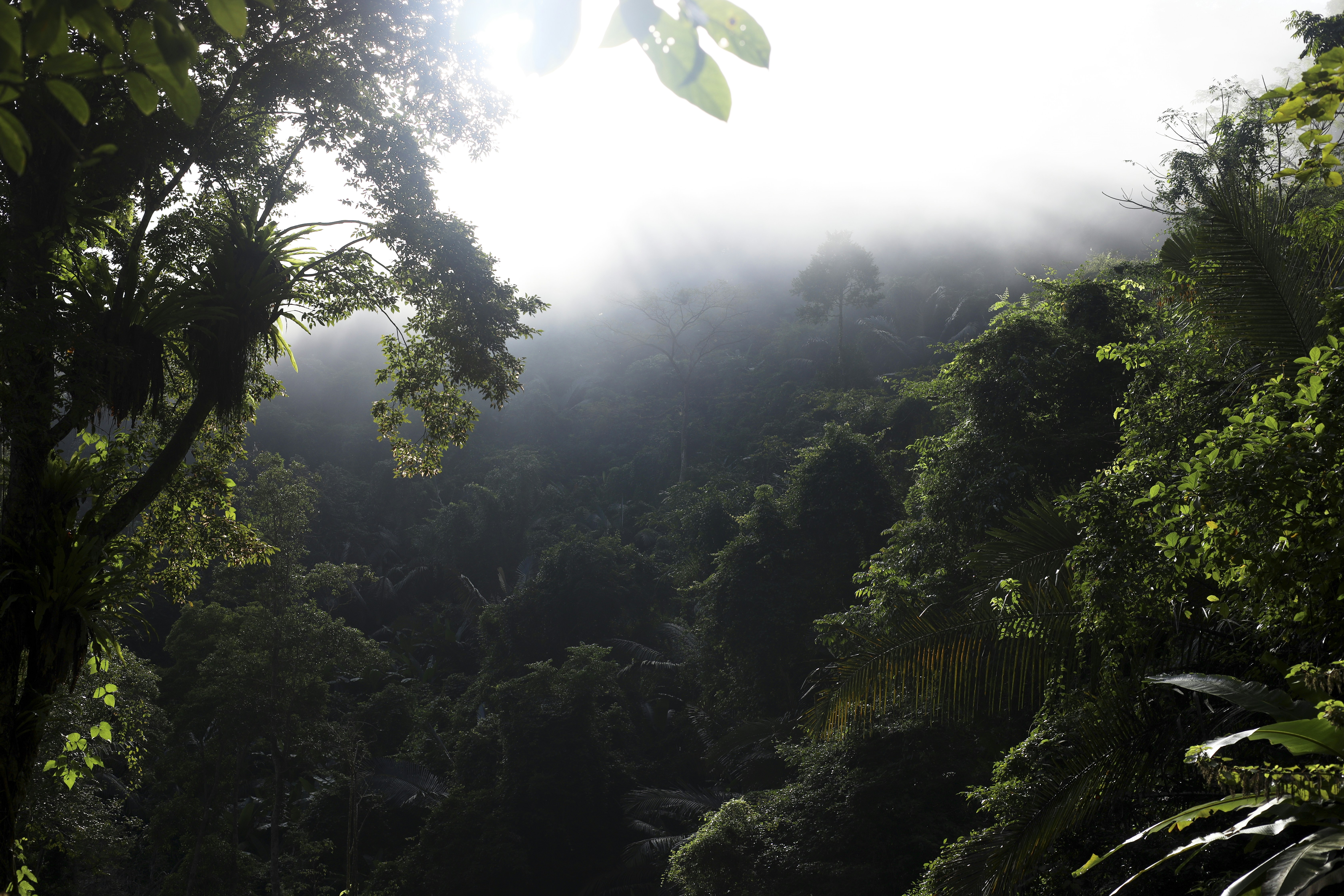 Dense forest blanketed in morning mist with sunlight filtering through the treetops.