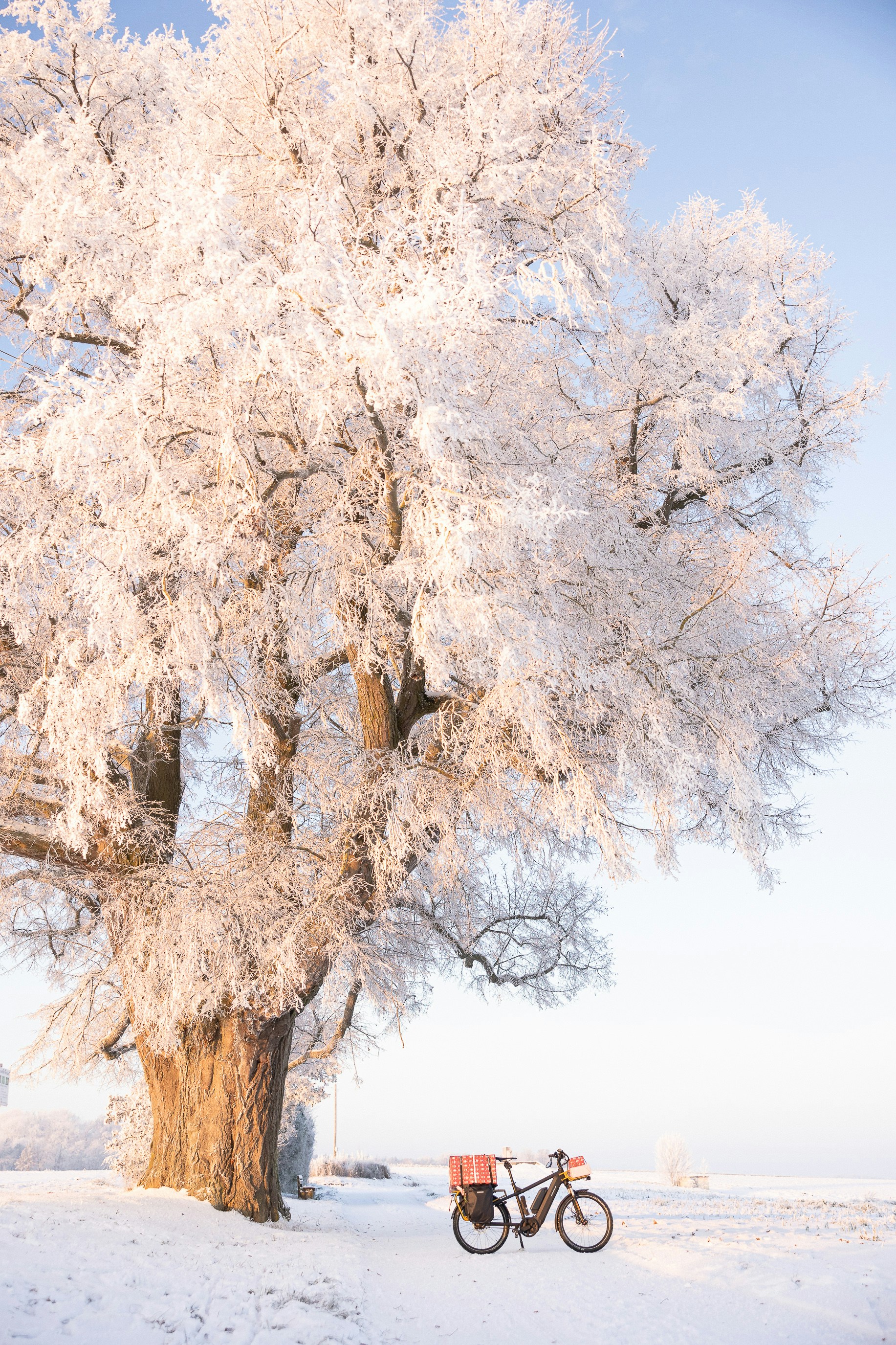 Frost-Crowned Colossus: A Lone Bicycle at the Foot of Winter's Giant Tree