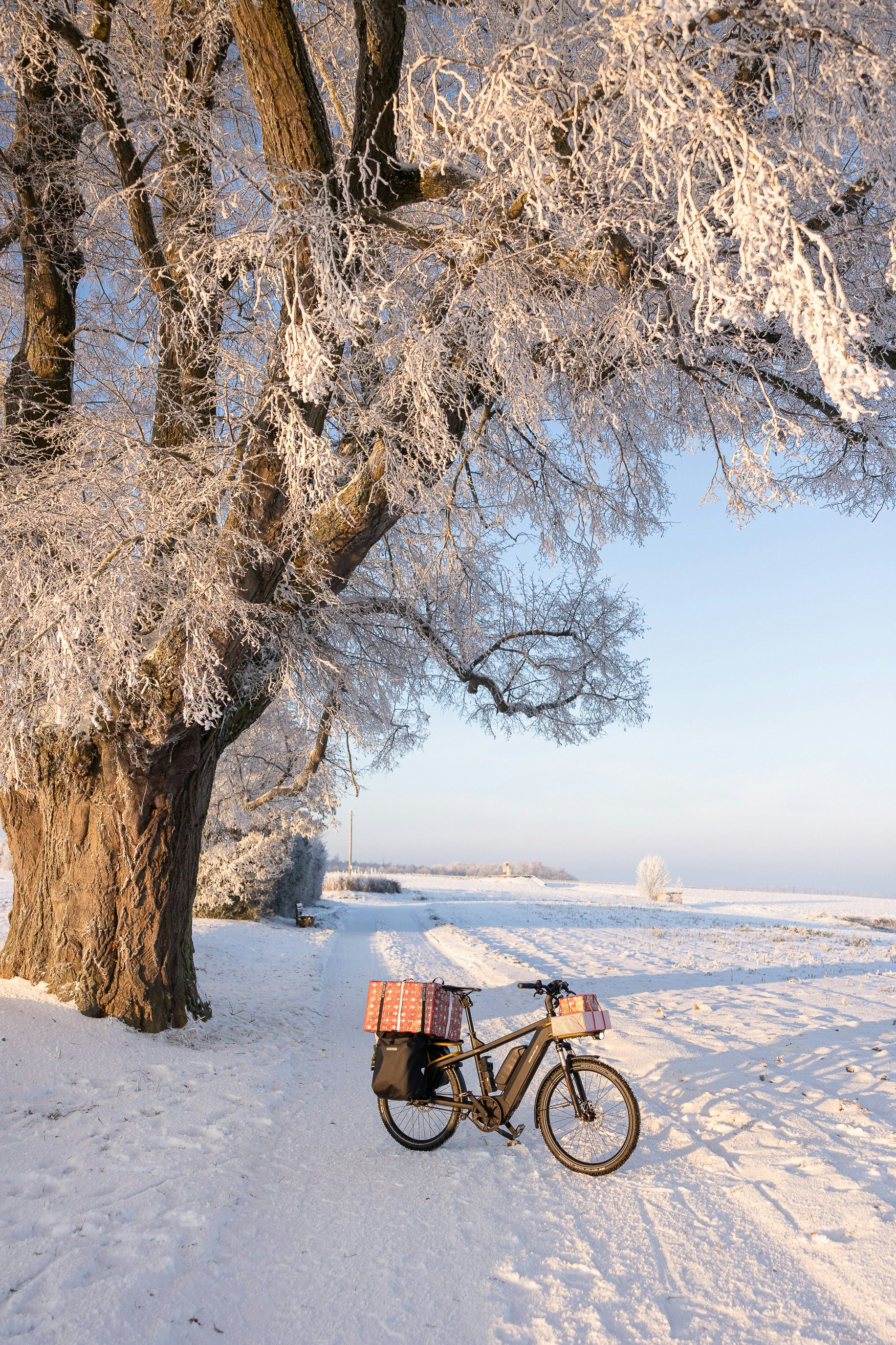 Bicycle Beneath a Frost-Kissed Oak on a Blank Winter Canvas
