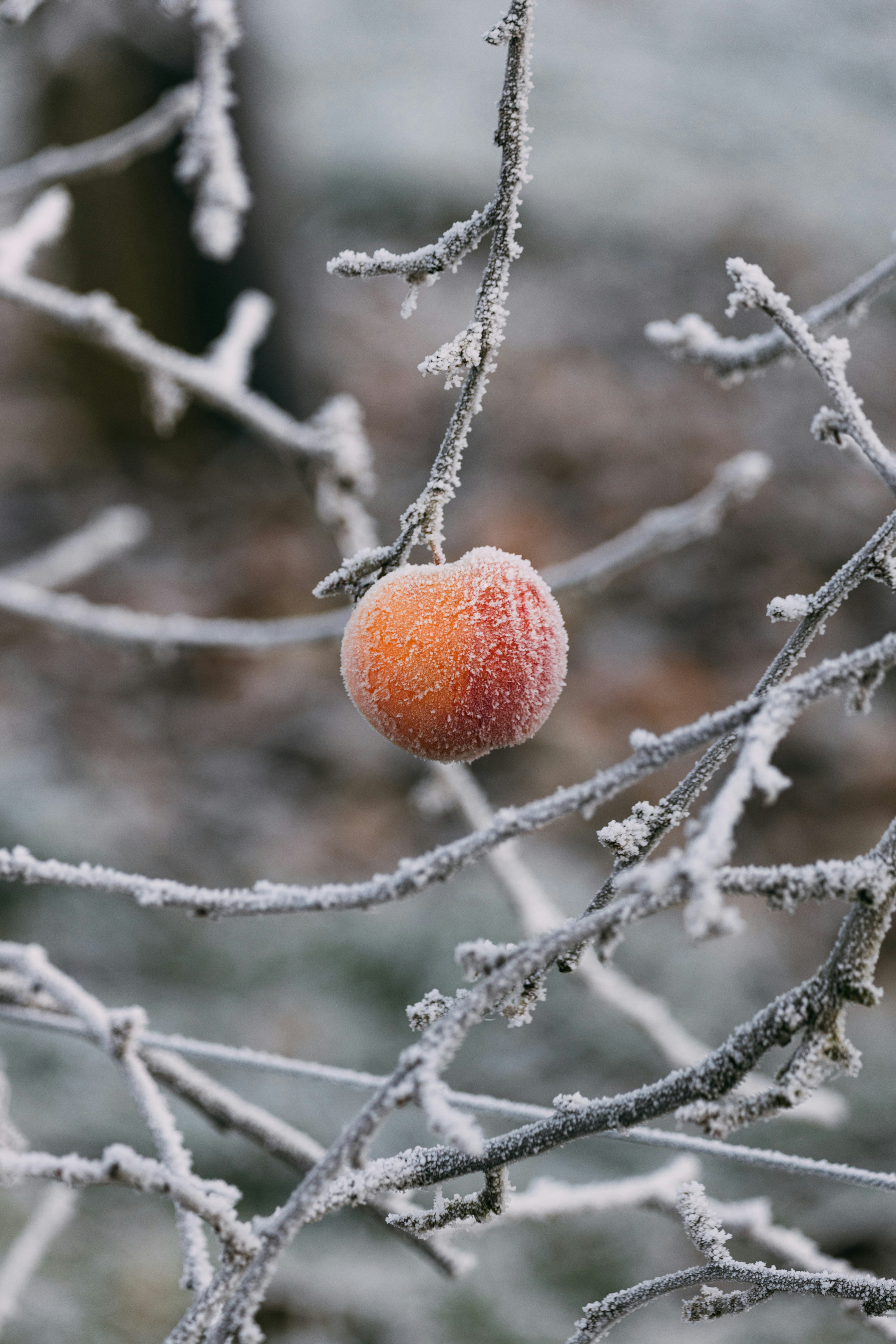 Frost-Kissed Peach on a Lattice of Winter Branches