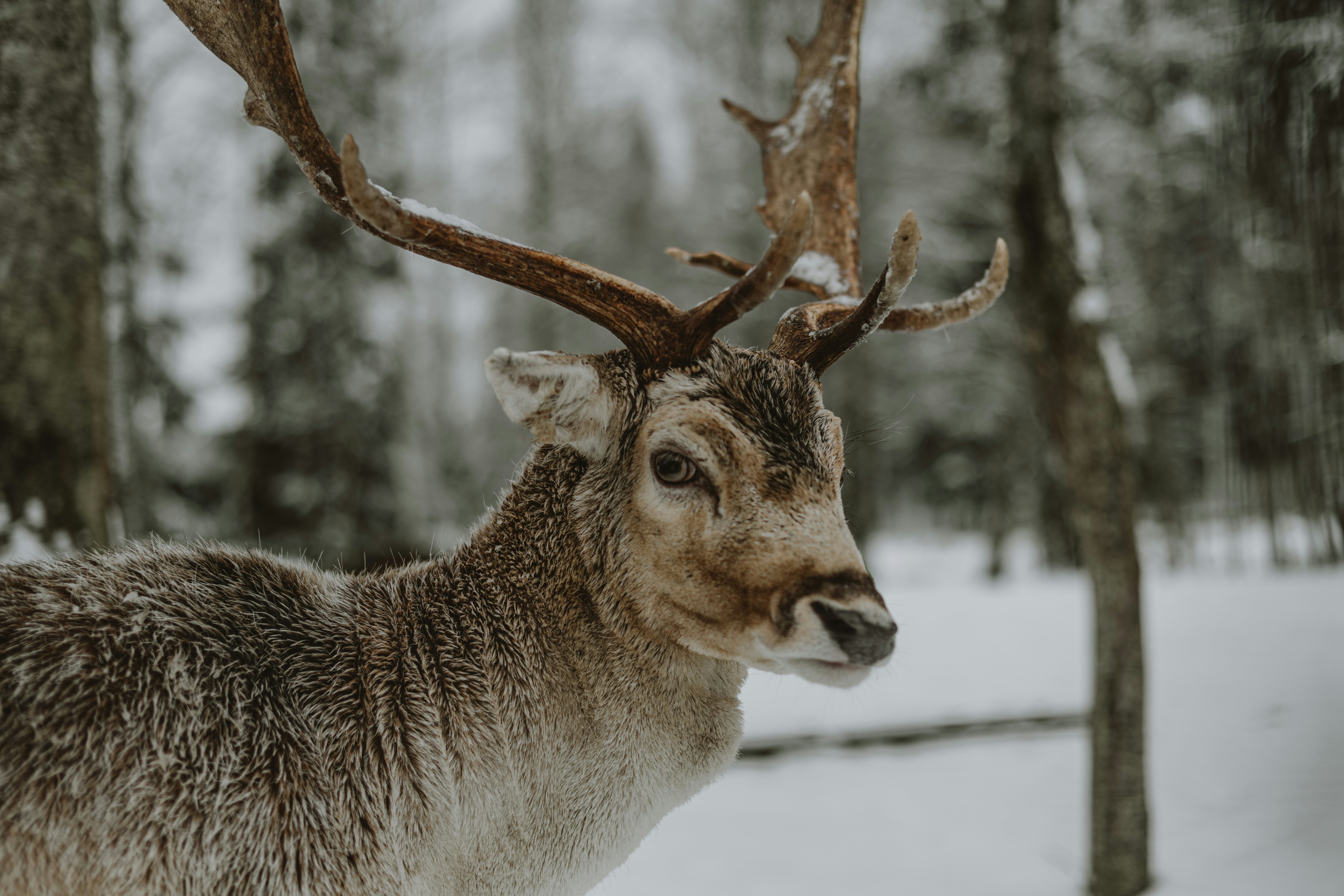 Gros plan d’un cerf dans la neige photo – Photo Cerf Gratuite sur Unsplash