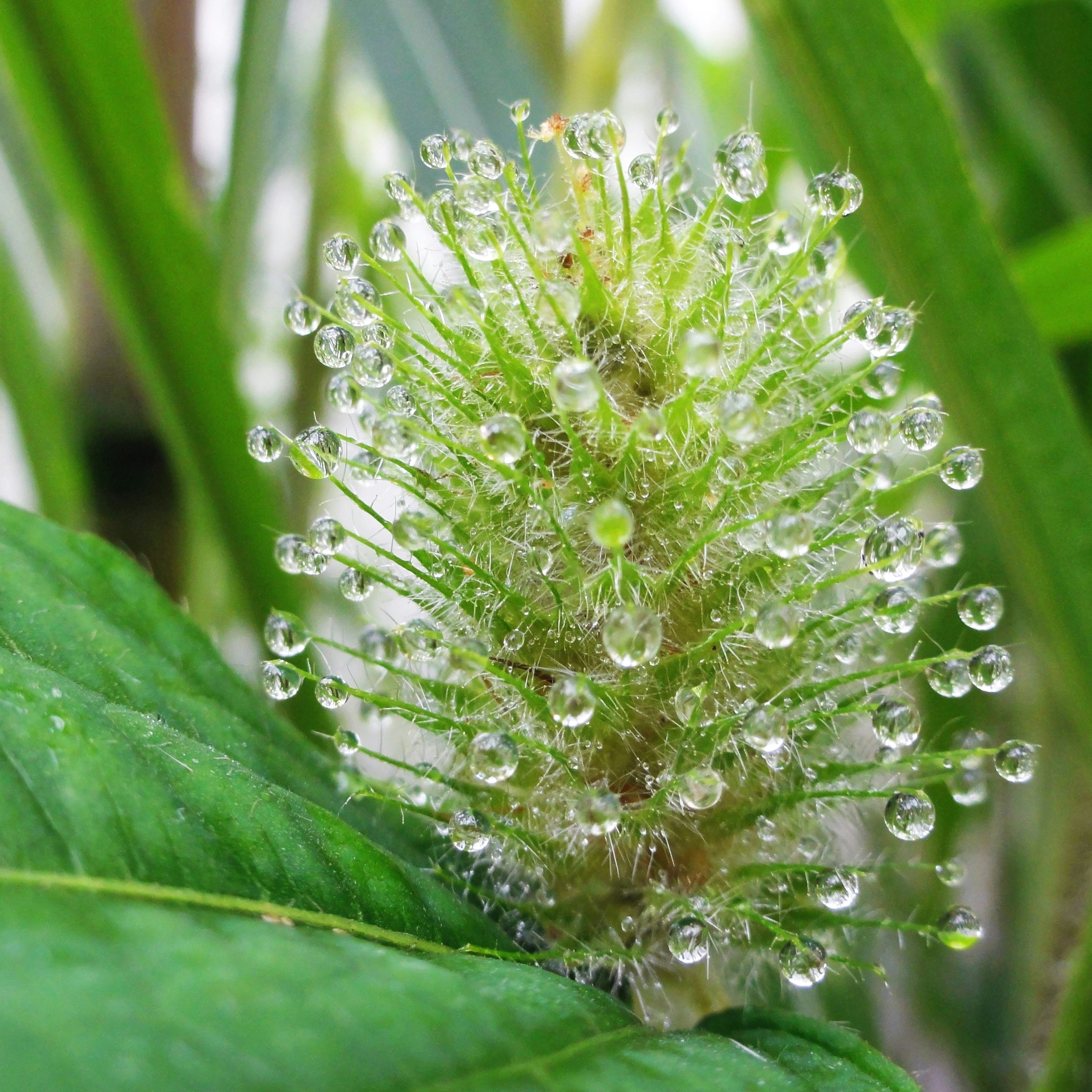 Close-up of a green plant structure adorned with dew droplets, showcasing intricate details and textures.