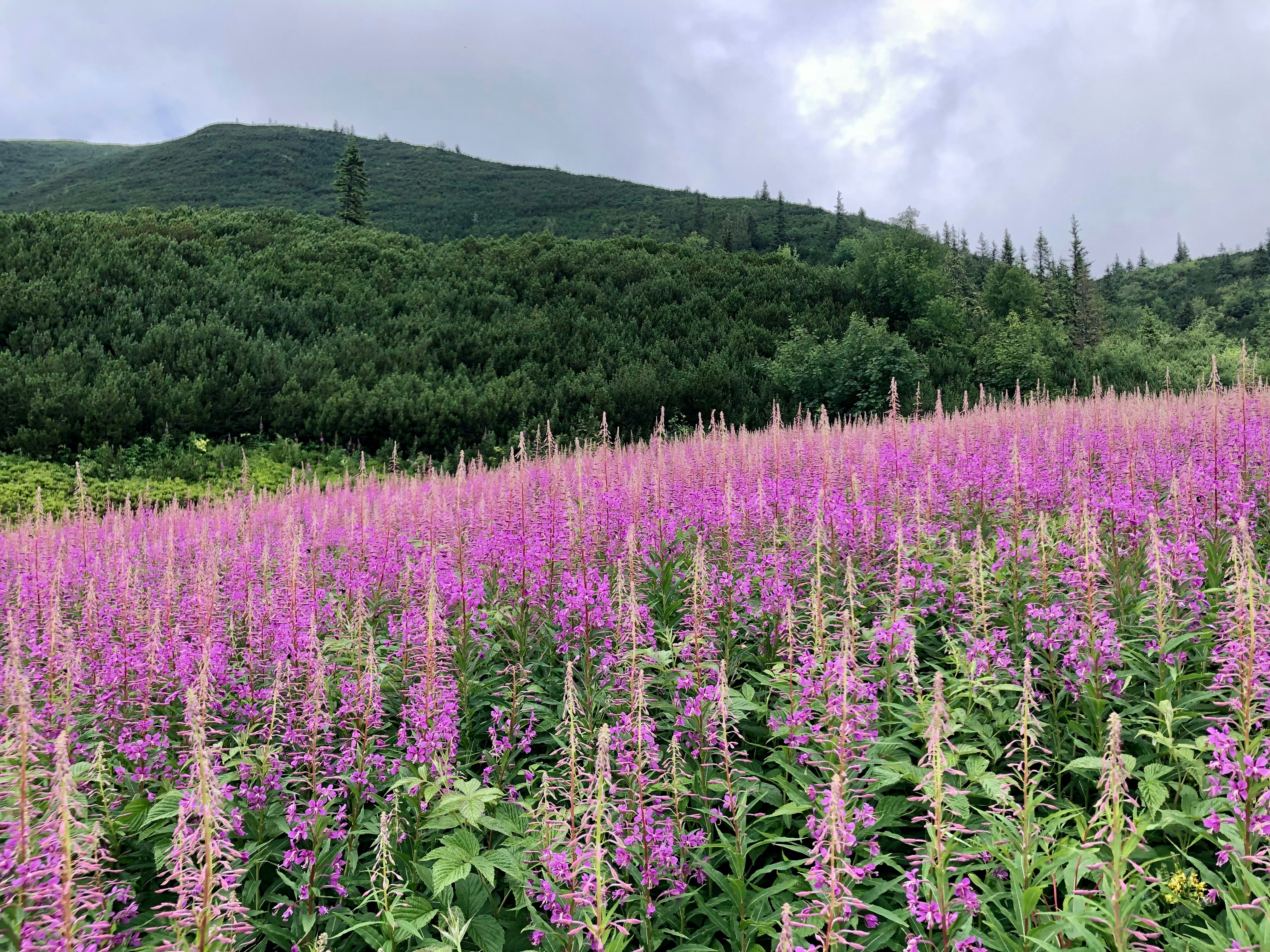 Temperate Rainforest Fireweed