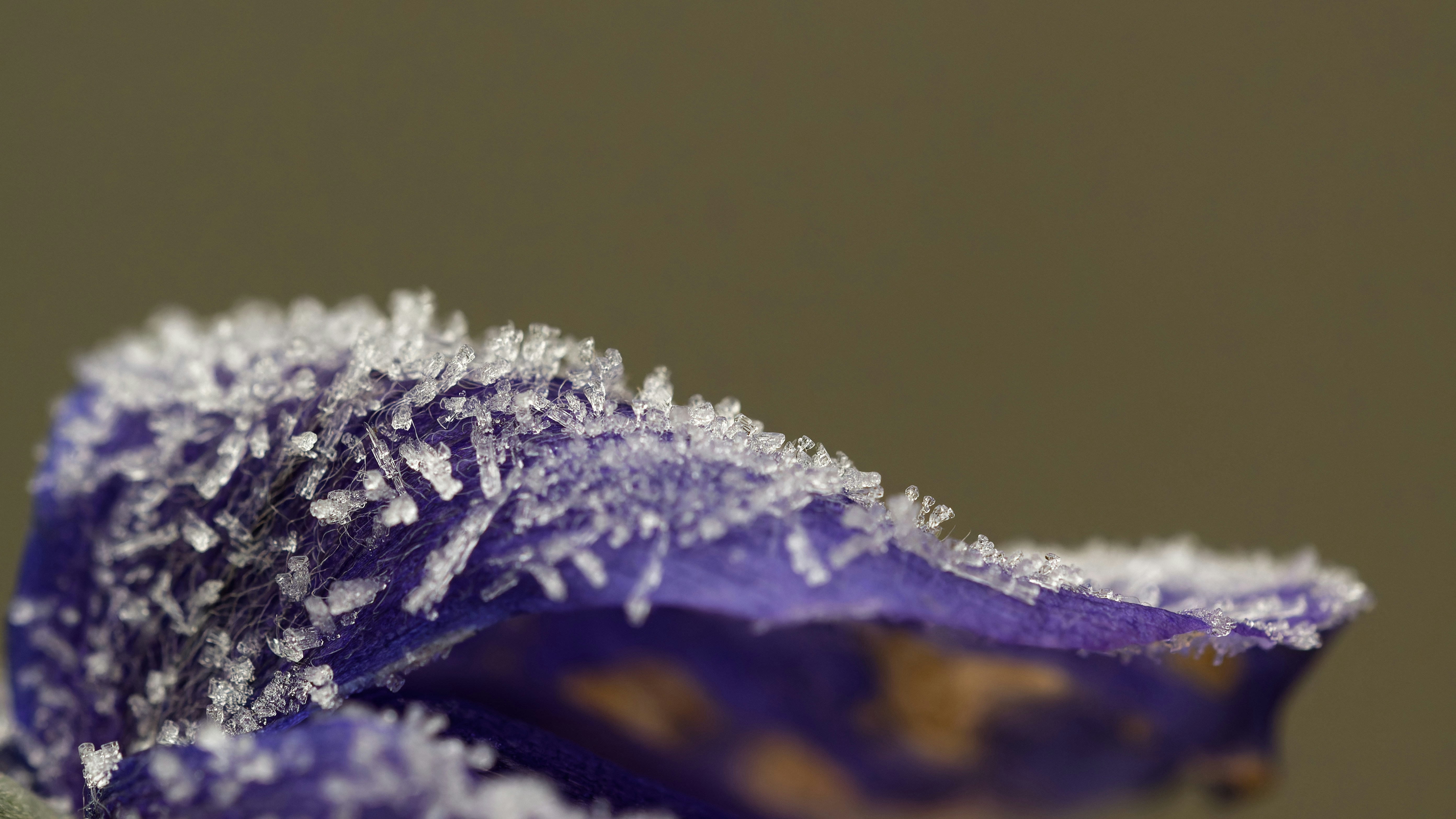 Icy Fringes: Frost Crystals on a Violet Leaf