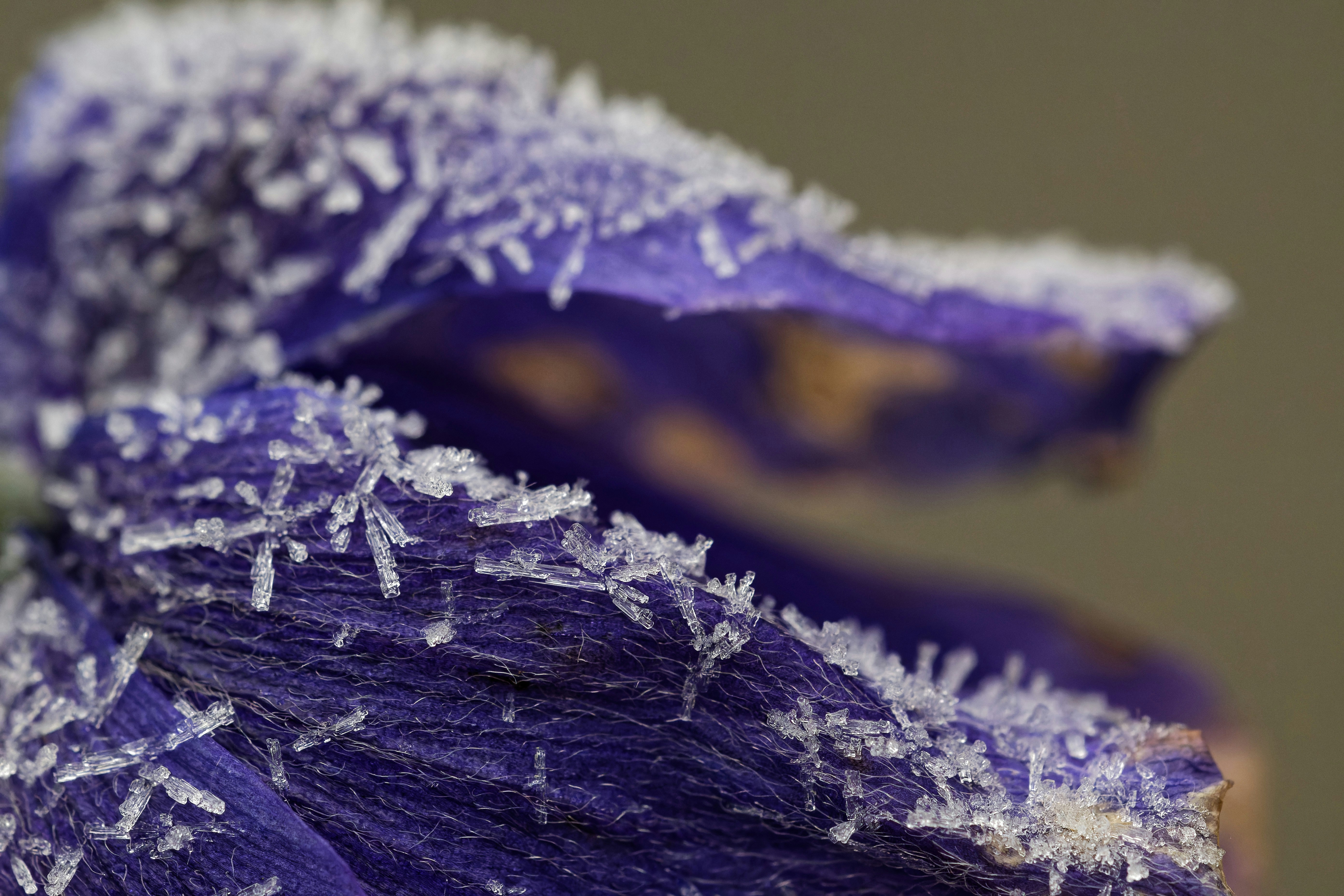 Frosted Violet Petals: A Minute Freeze on Purple Spring
