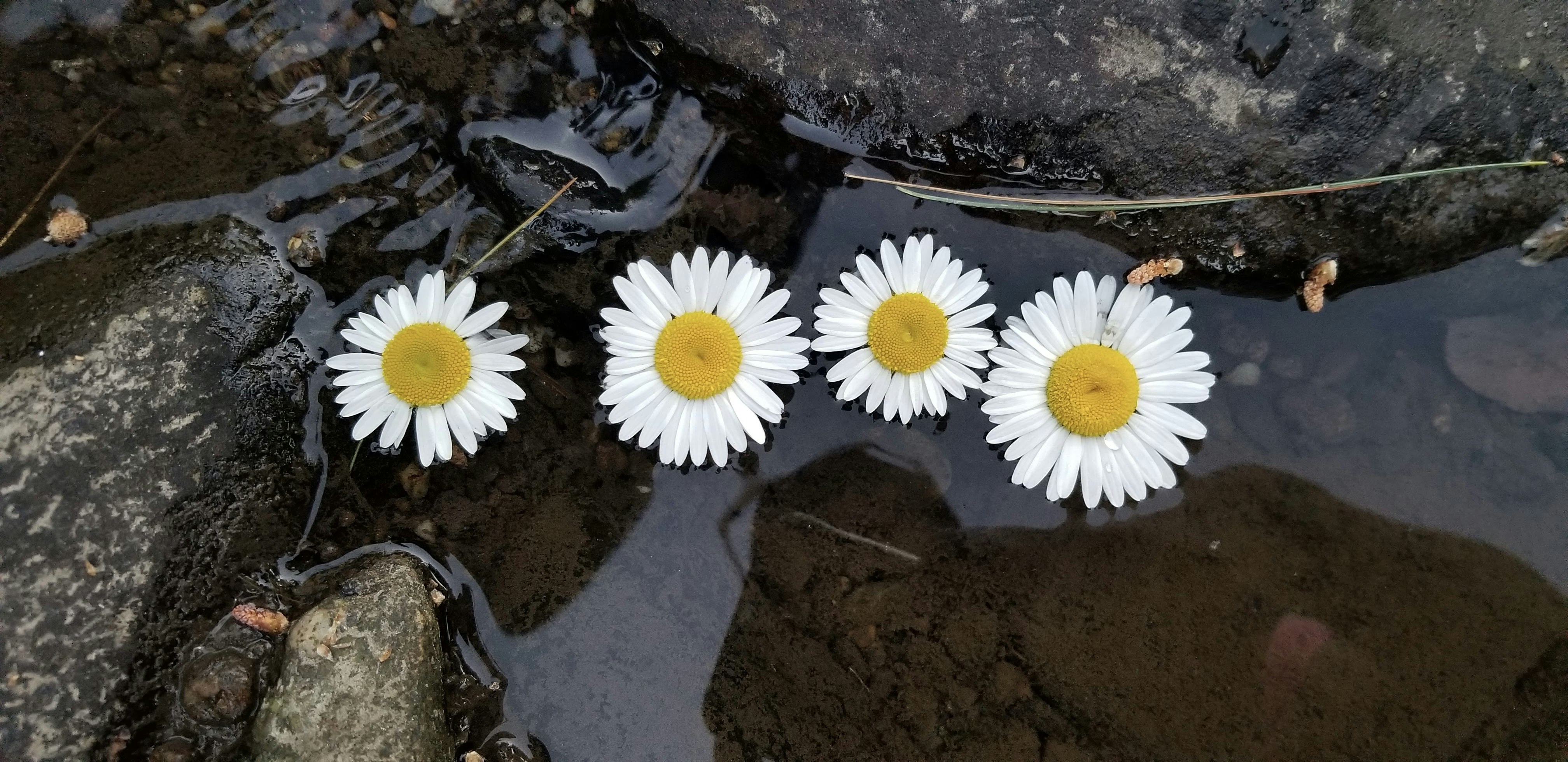 A group of daisies floating on top of a body of water photo – Free ...