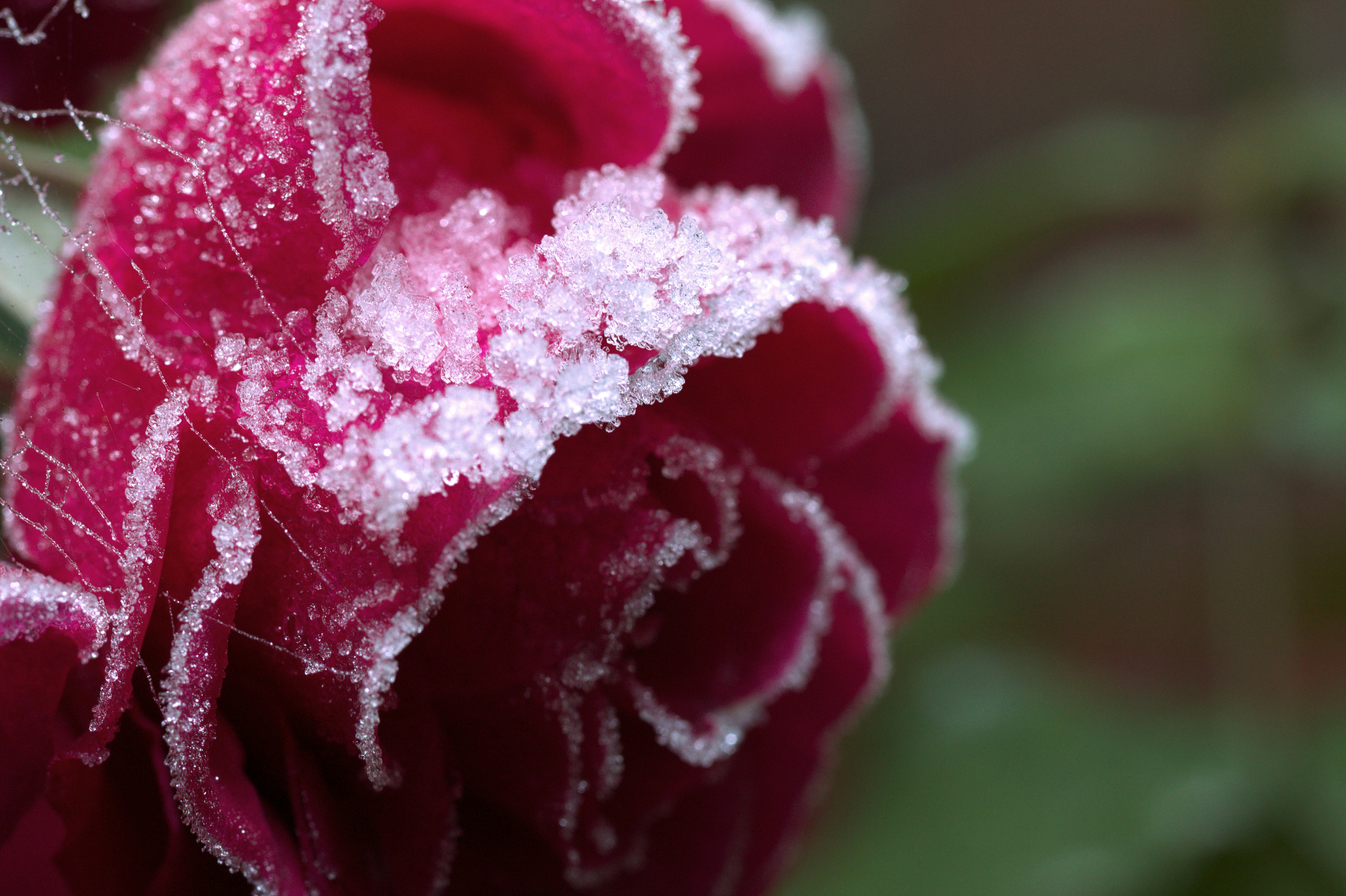 Frost-Lace on a Rose Edge: A Macro Portrait in Winter Green