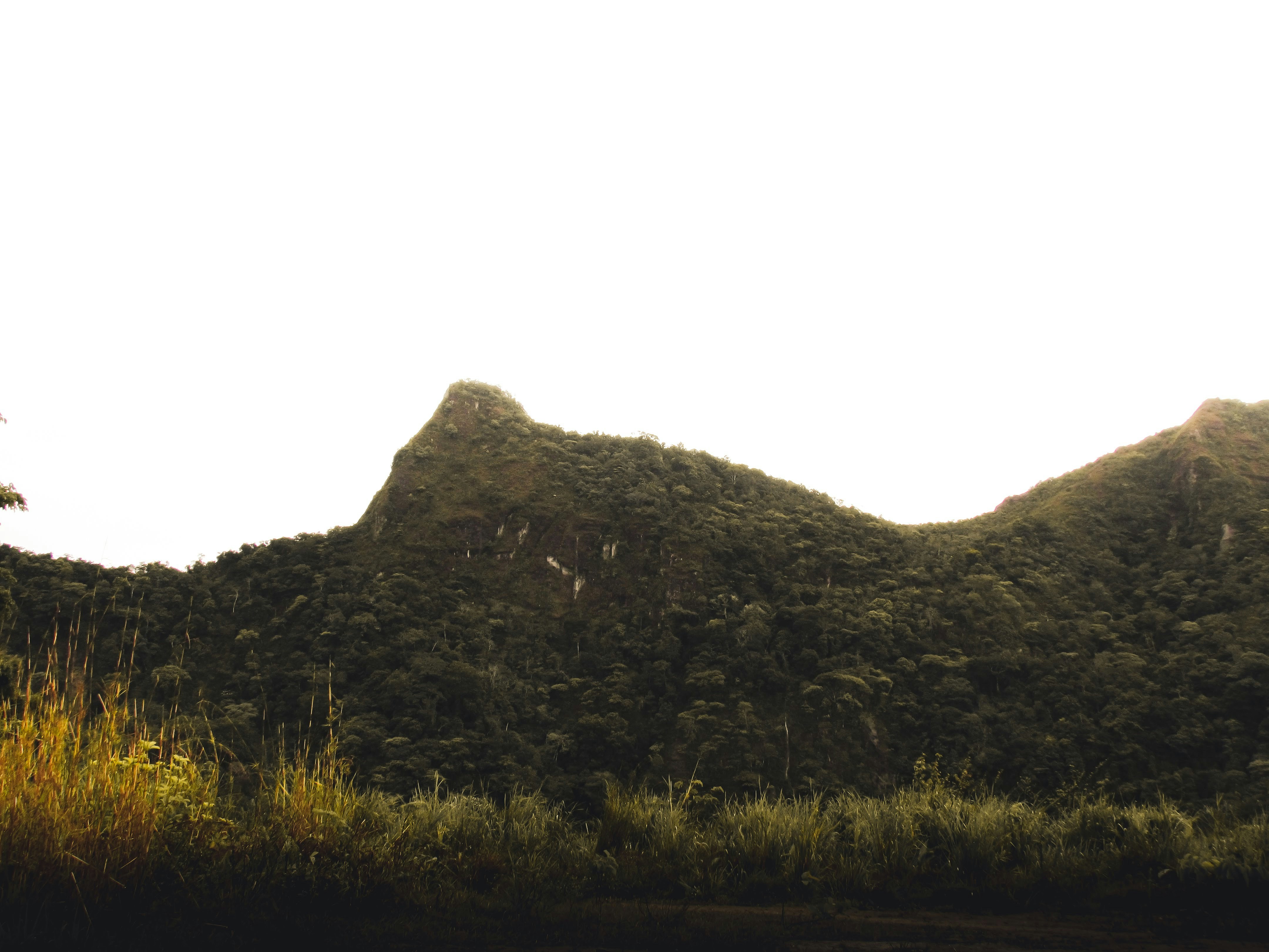 Lush green mountain ridge under a soft, overcast sky, framed by tall grasses in the foreground.