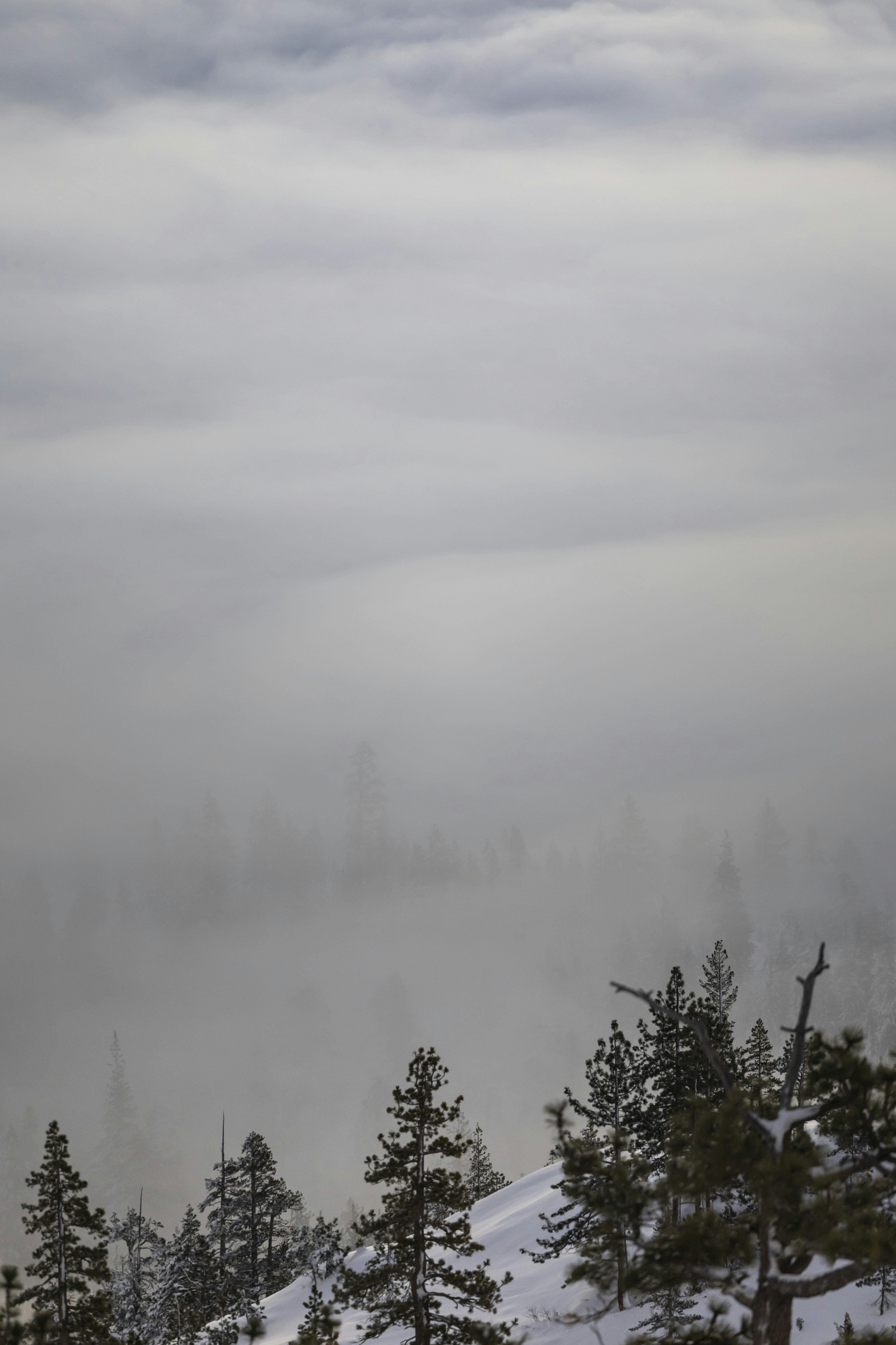 Mist-Layered Summit: Fog Drifts Over Snow-Capped Pines