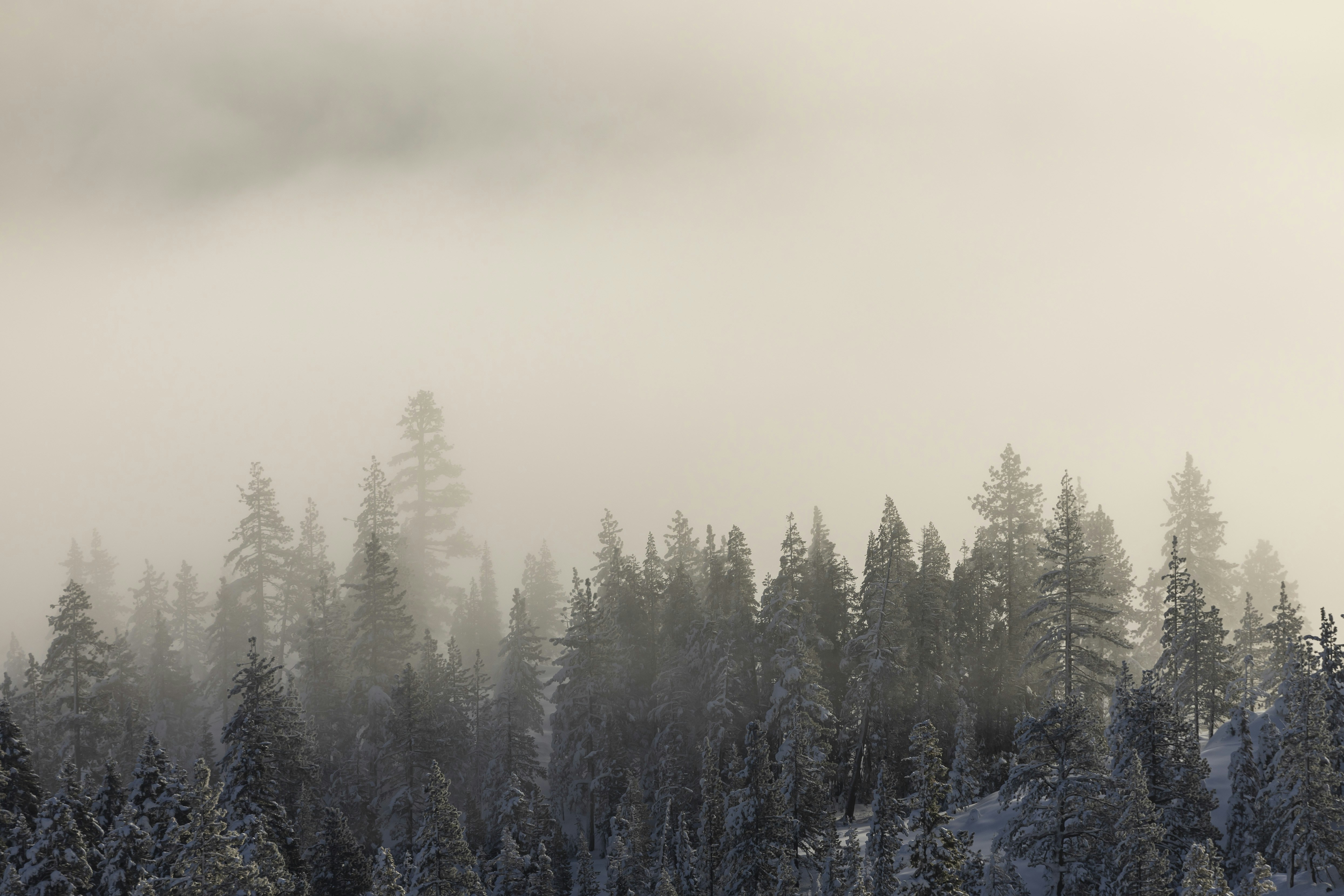 A forest covered in snow and surrounded by fog photo – Free Fog Image ...