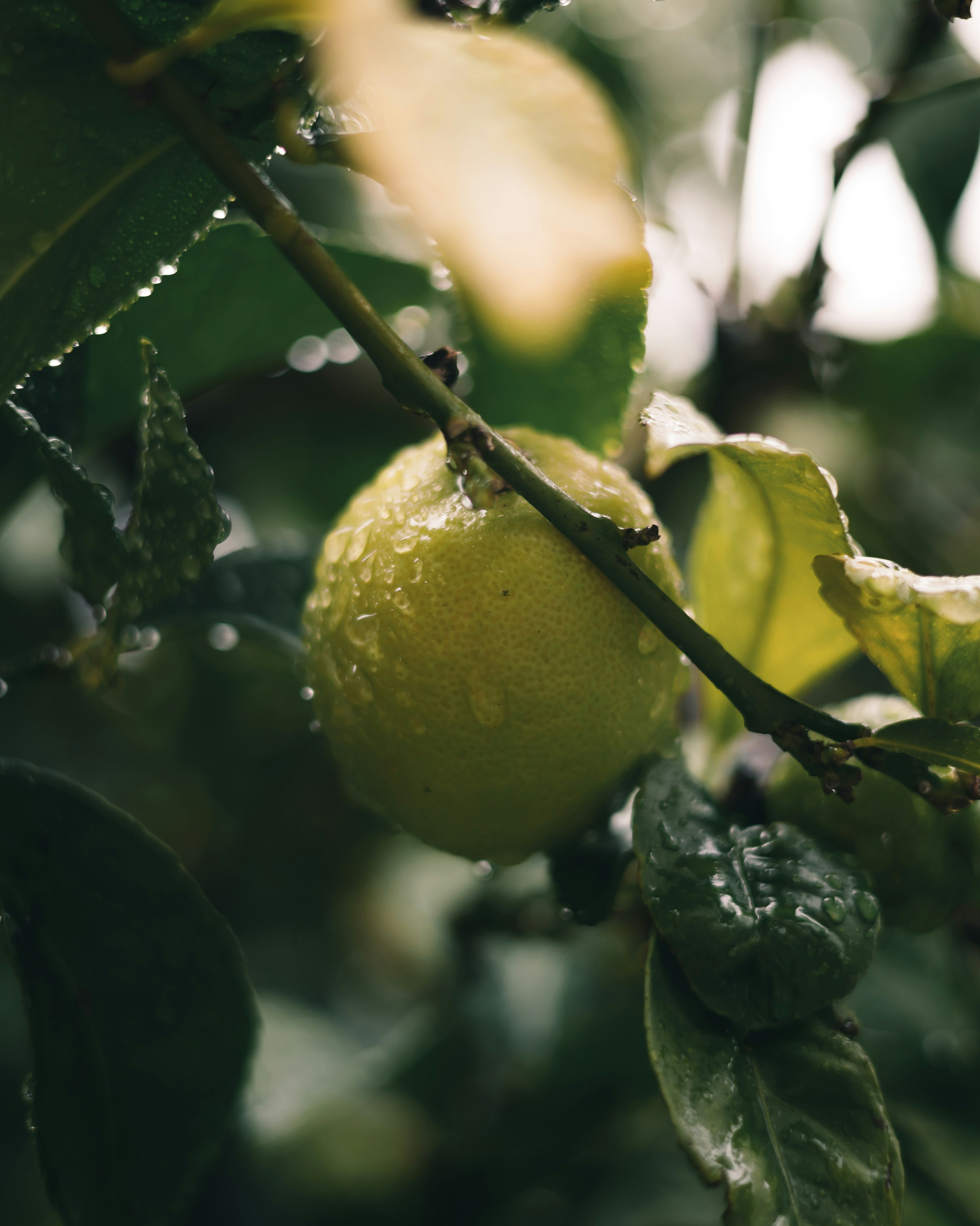 A close up of a lemon on a tree branch photo – Free Fruit Image on Unsplash