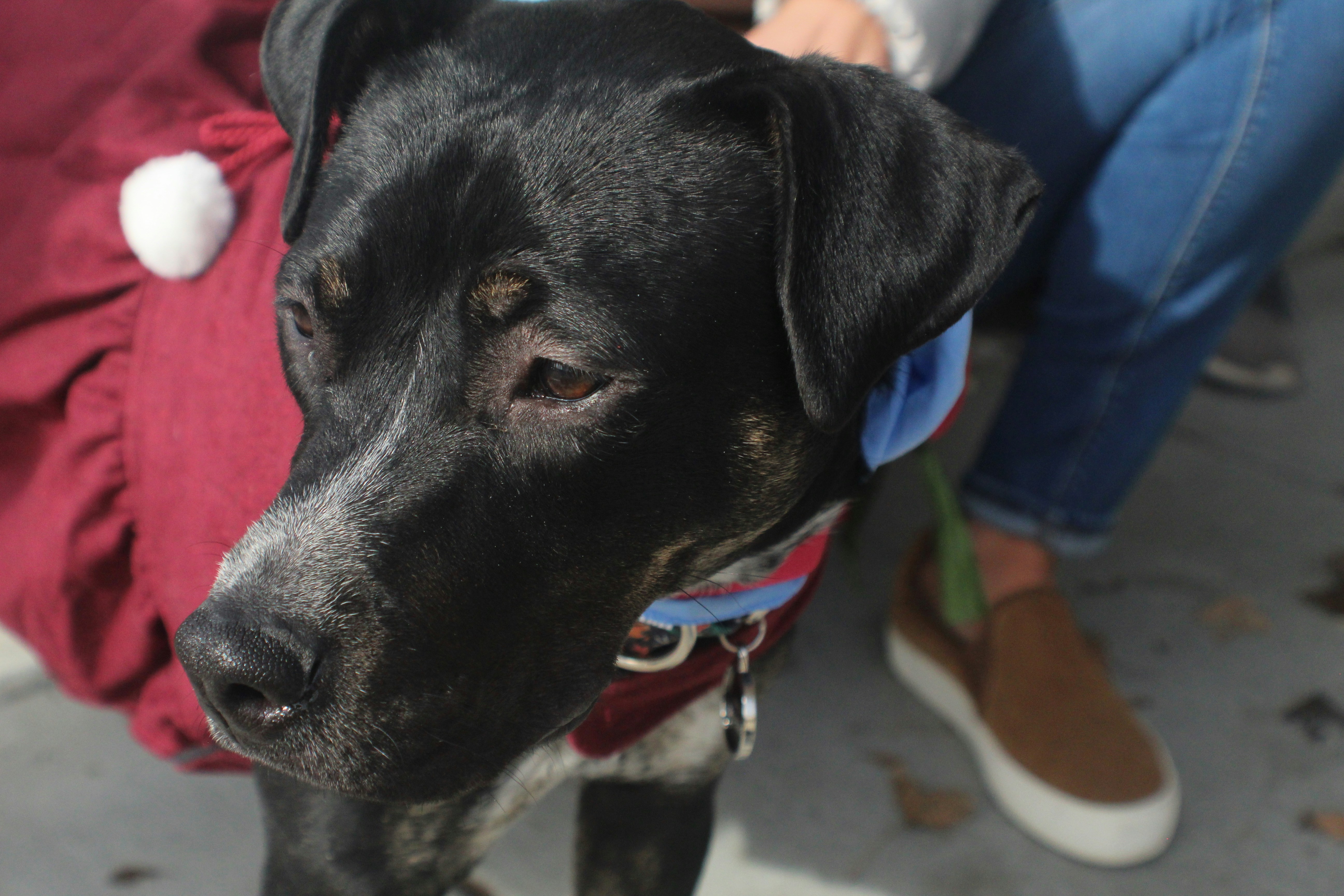 Gaze in a Festive Red Knit: Black Lab