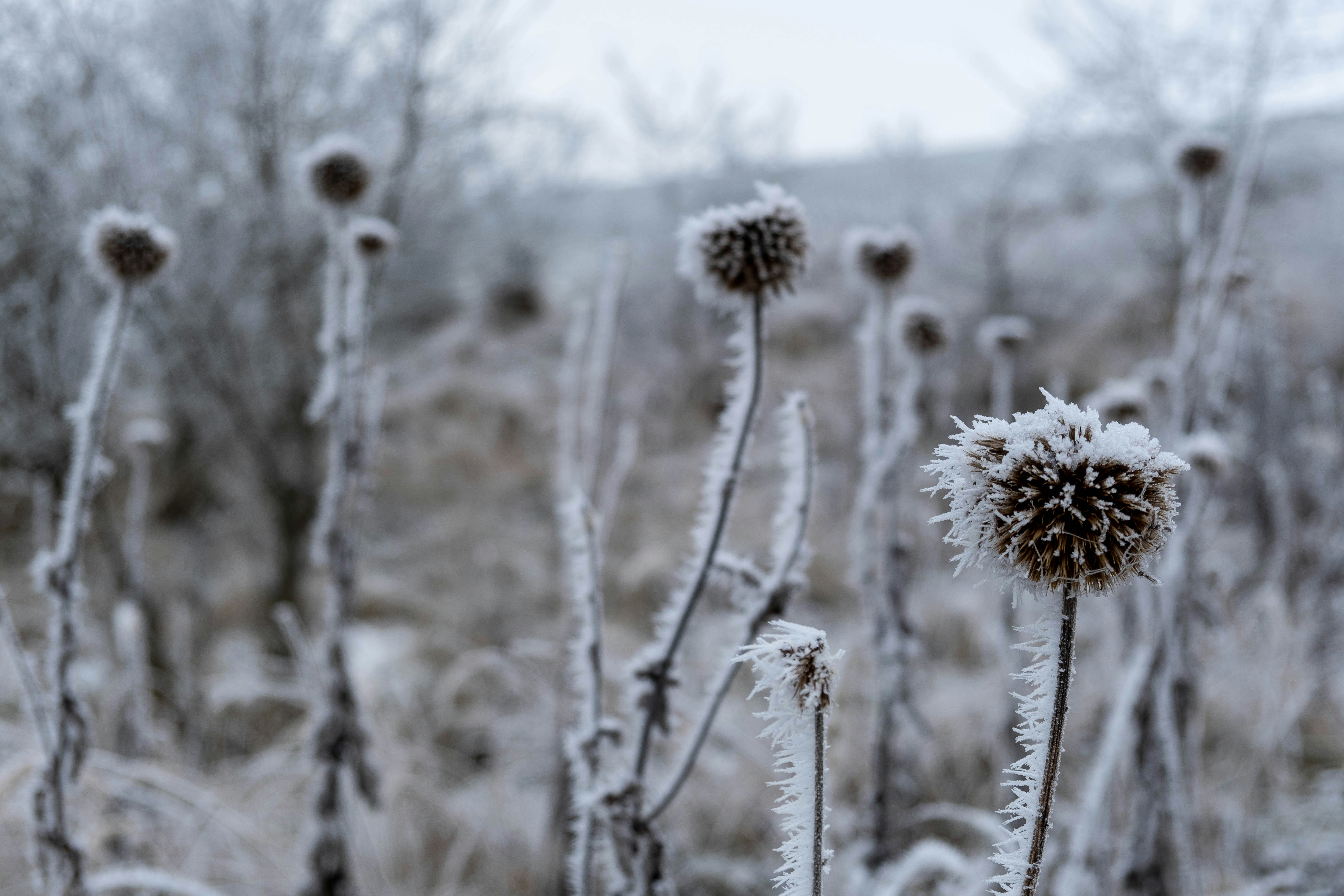 A bunch of plants that are covered in snow photo – Free Hoar frost rime ...