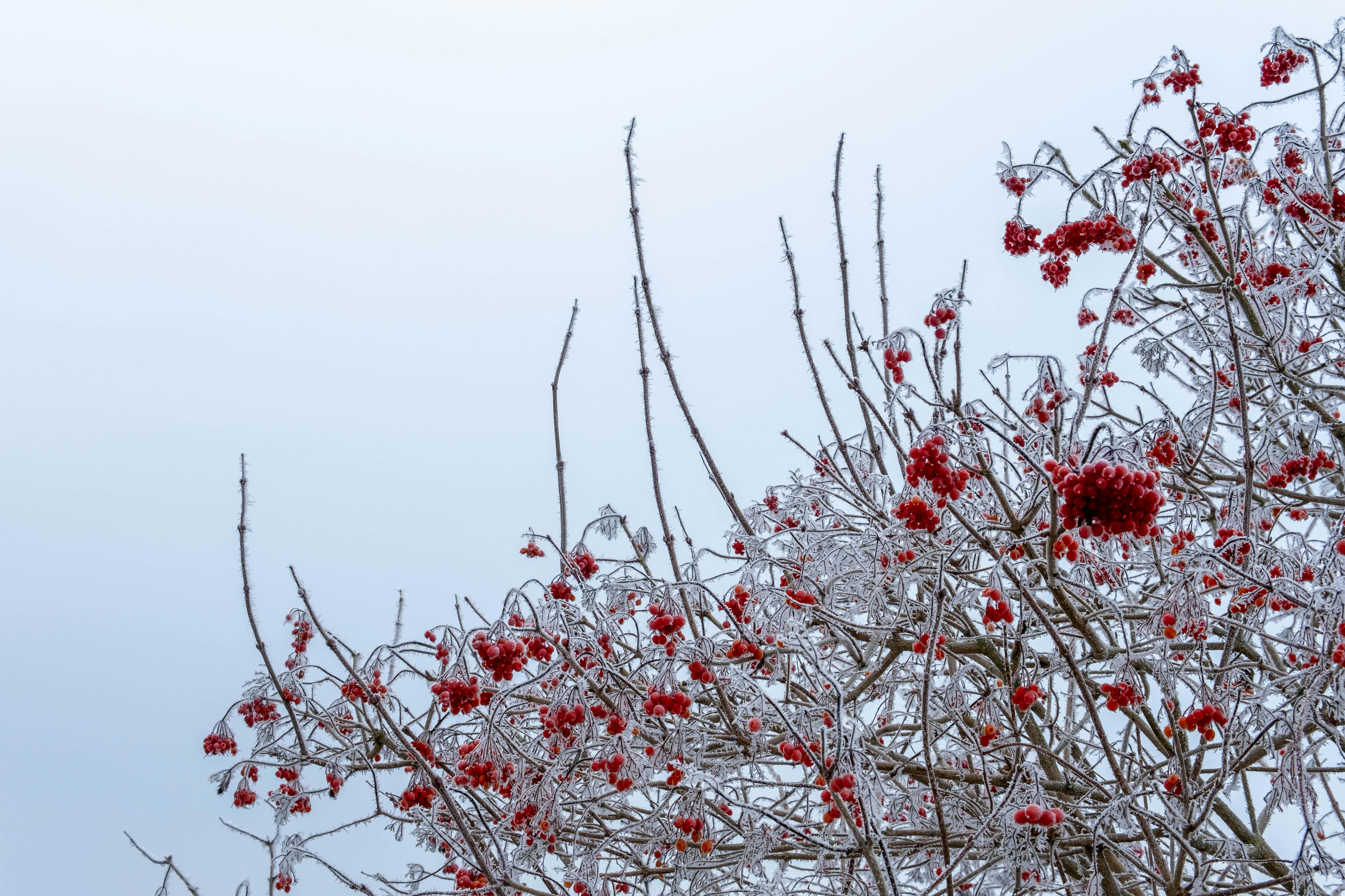 A tree covered in ice and red berries photo – Free Winter poland field ...