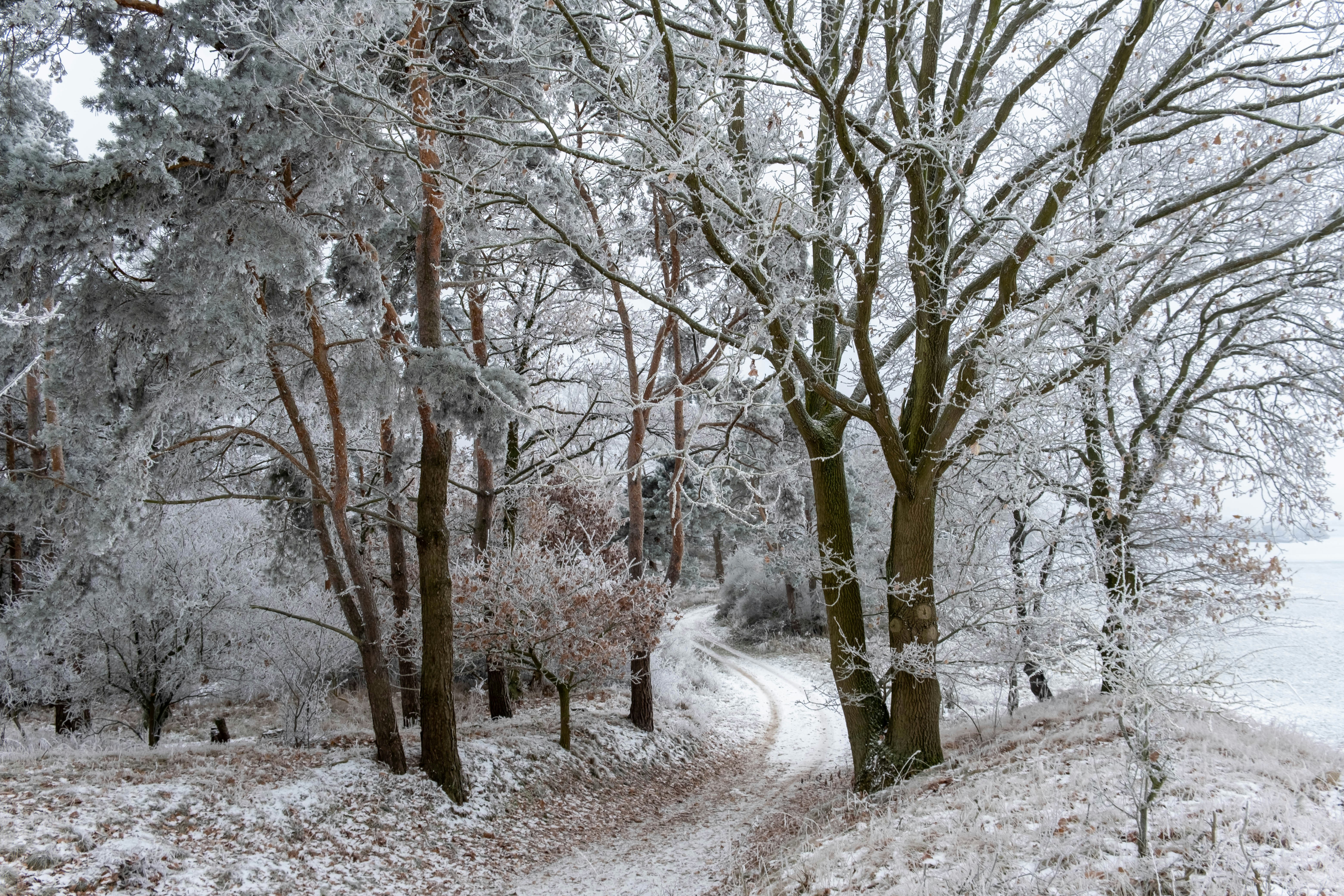 Un chemin à travers une forêt enneigée avec beaucoup d’arbres photo ...