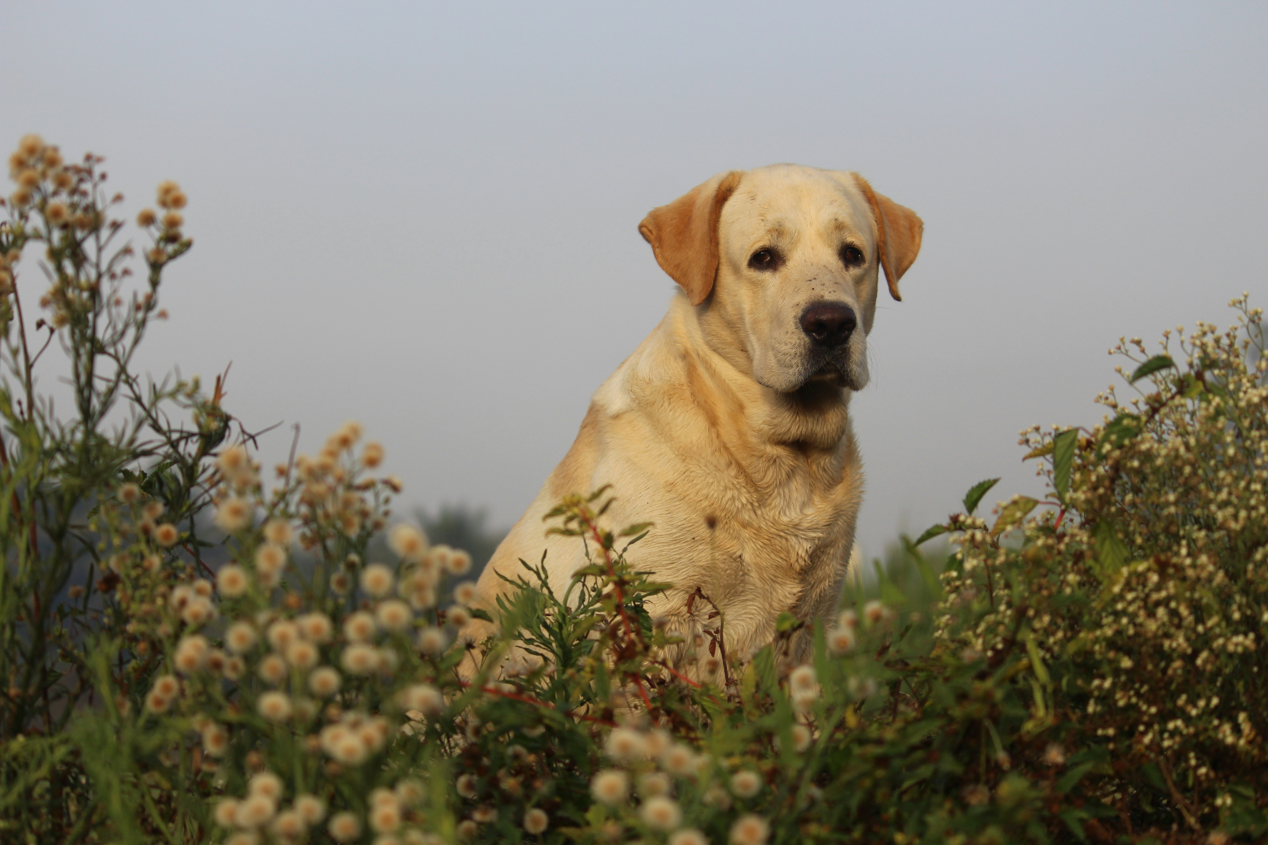 a dog that is sitting in the grass