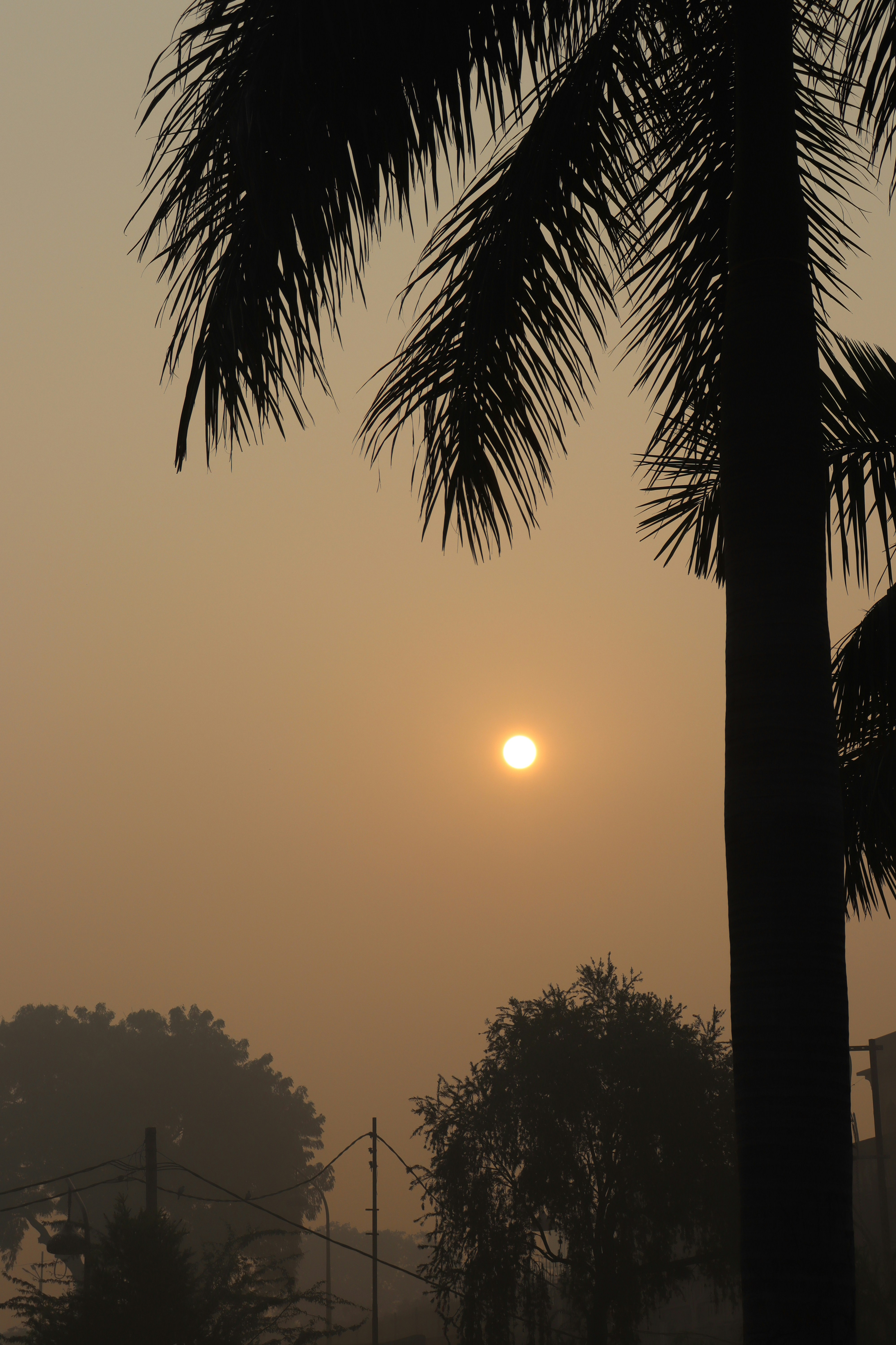 Solitary Sun Beneath Palm Silhouettes at Dusk