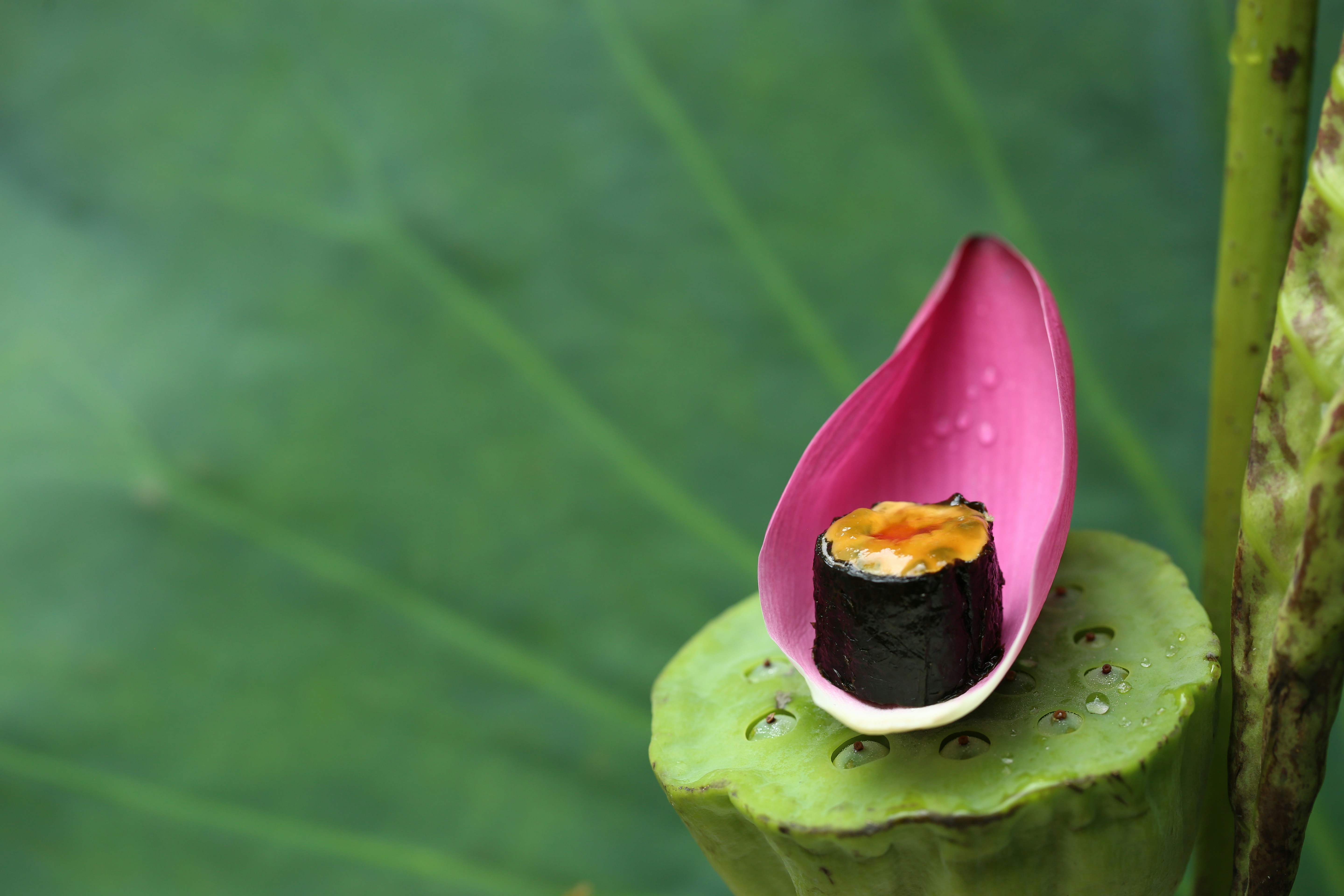 Pink blossom cup: a single flower on a lotus stem