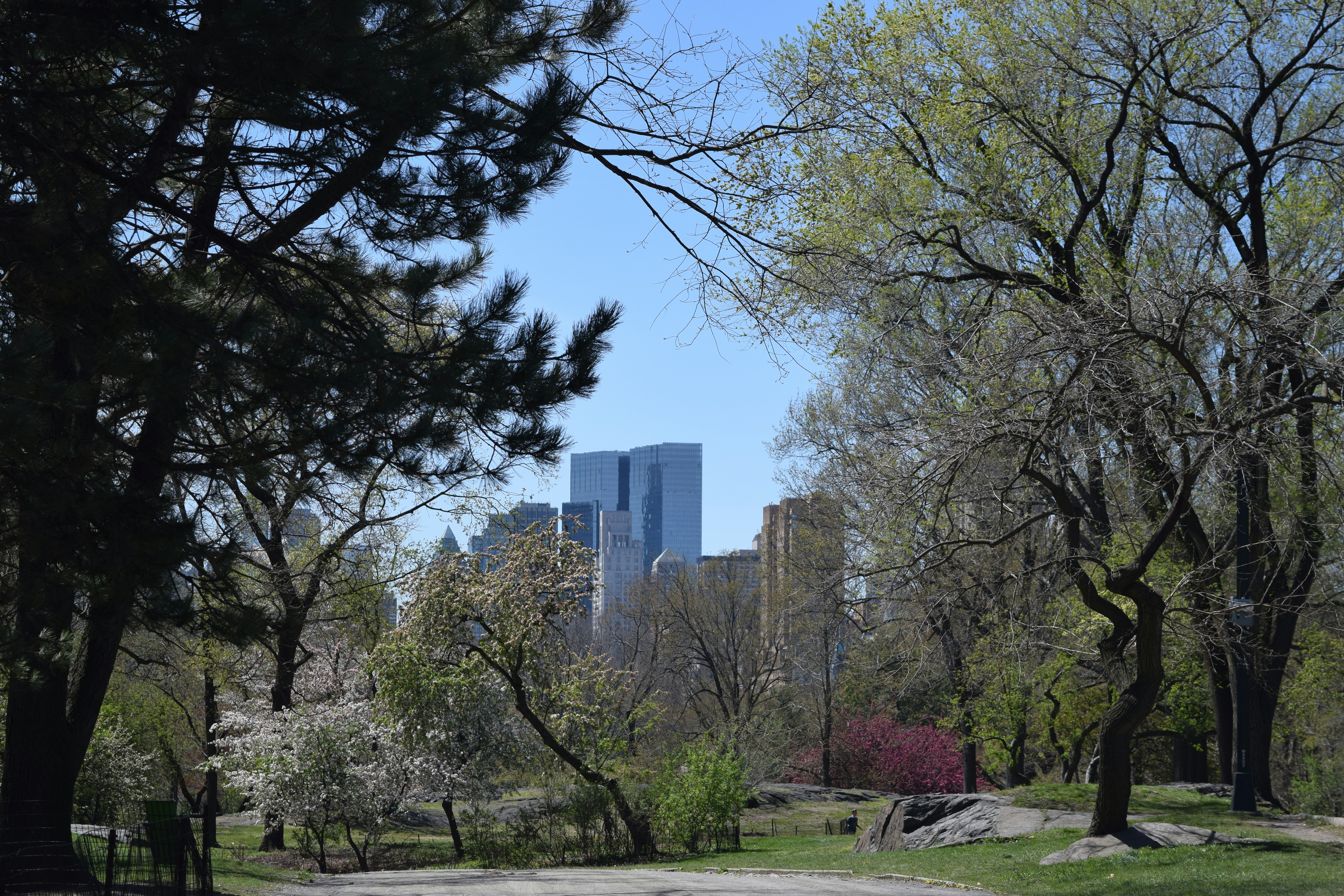 A view of a park with trees and buildings in the background photo ...