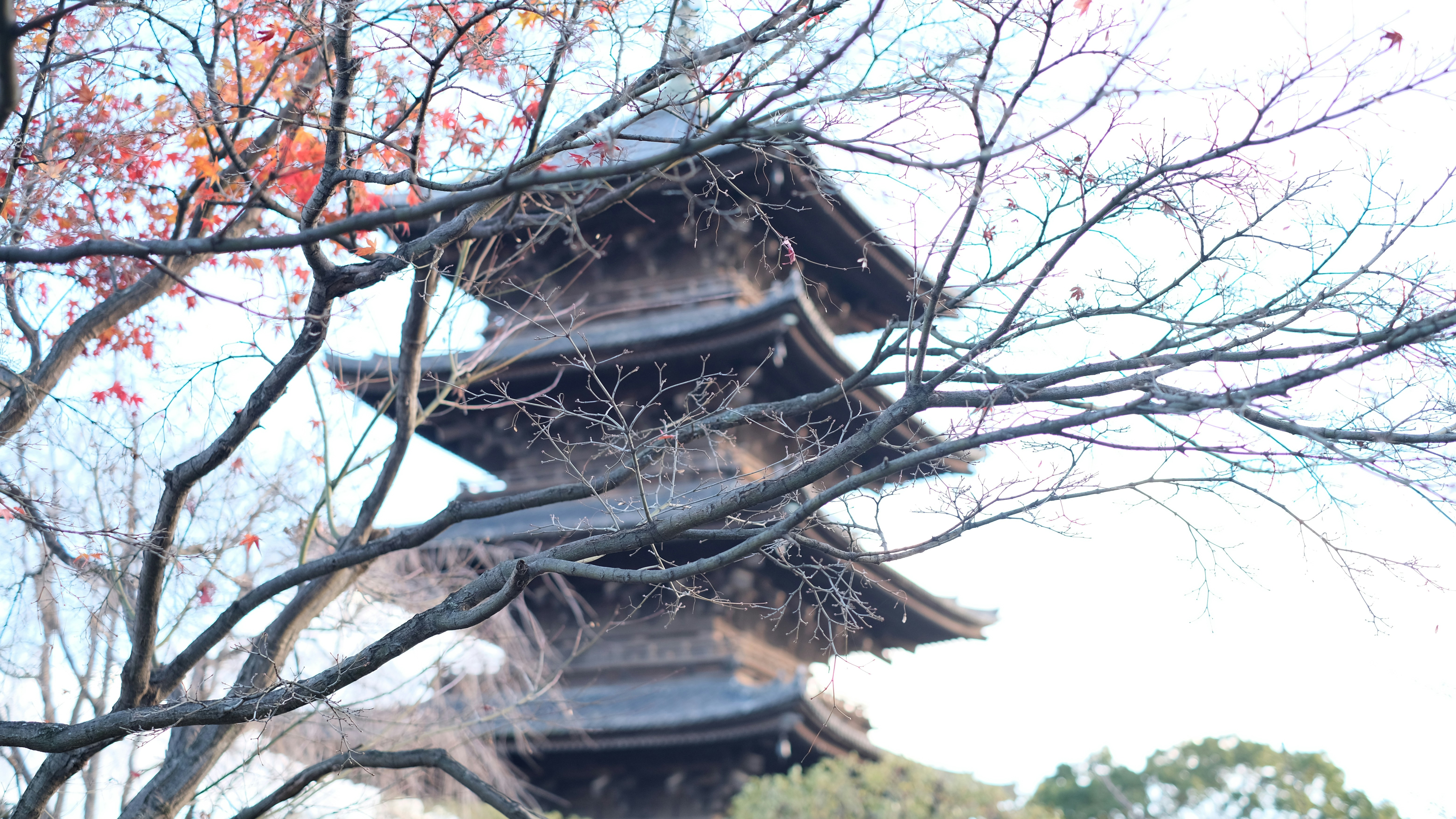 Through Leafy Veils: A Five-Tier Pagoda Emerges