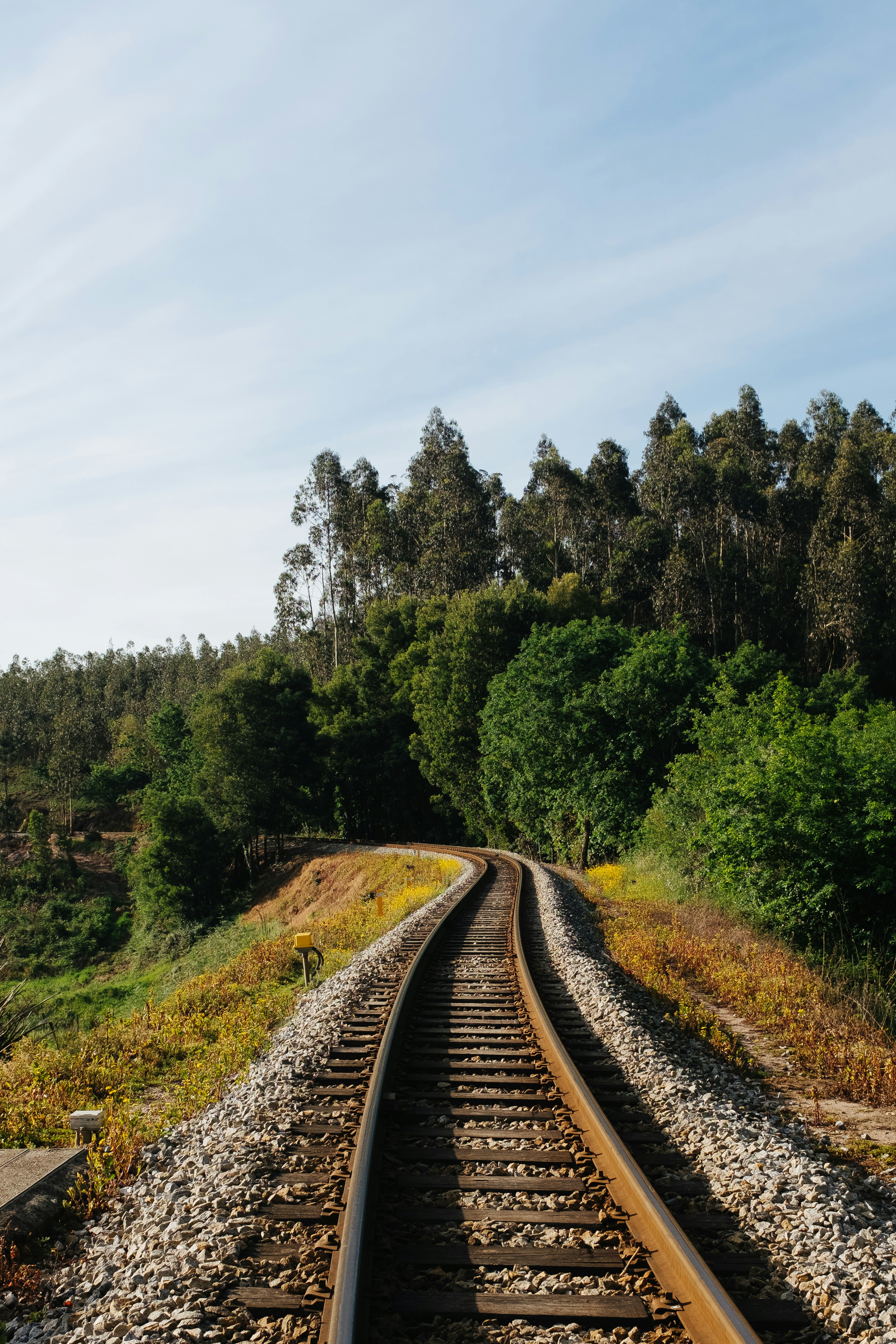 A train track running through a lush green forest photo – Free Aveiro ...