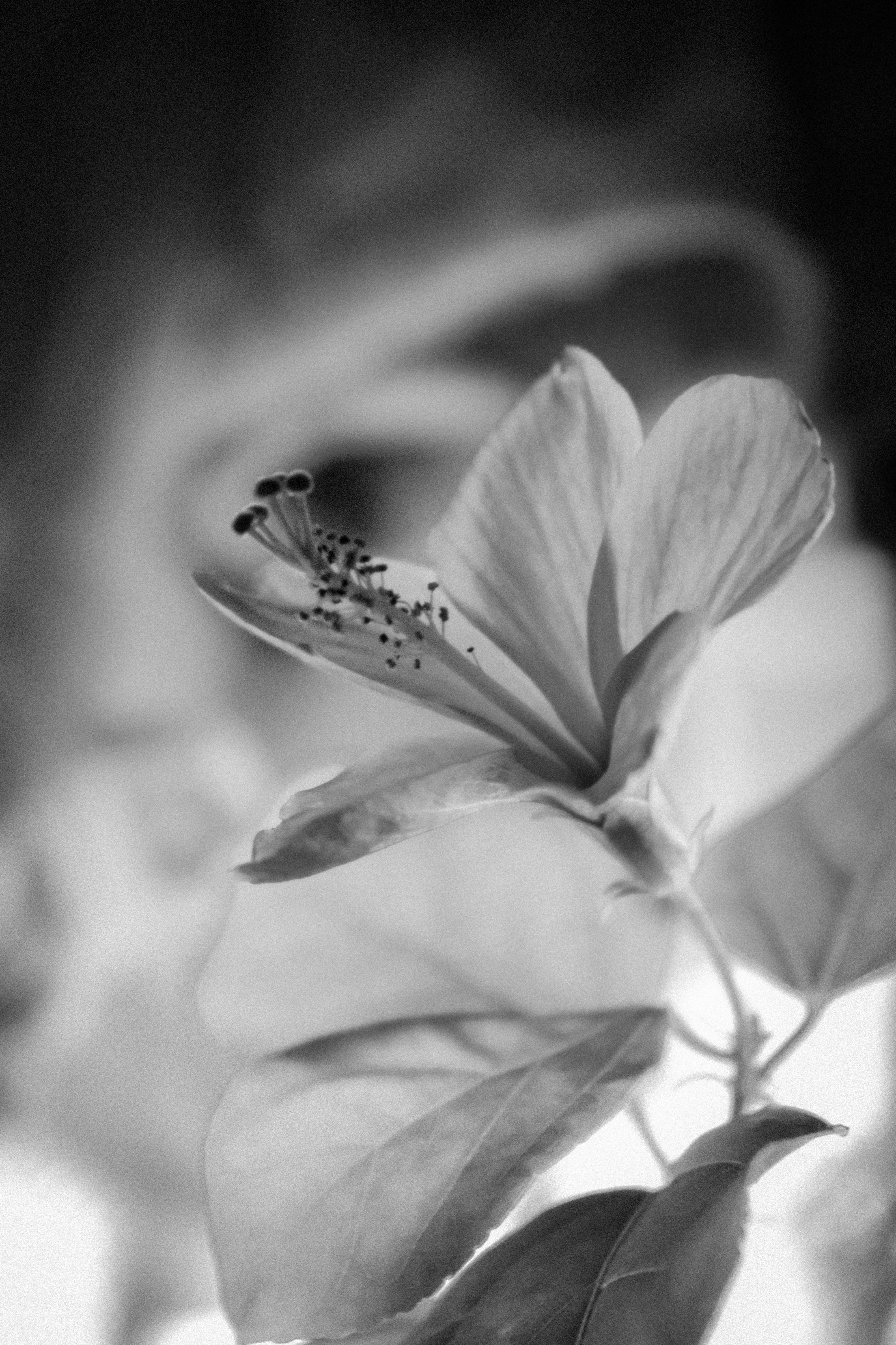 Monochrome Bloom: Stamen Spotlight in Quiet Focus
