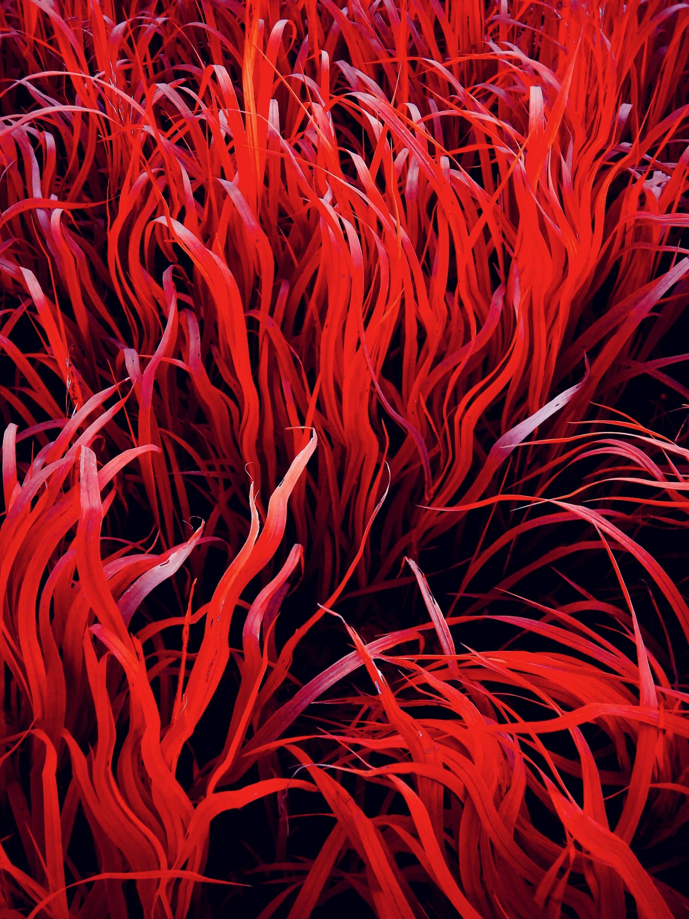 Un bouquet de plantes rouges qui sont dans l’herbe photo – Photo ...