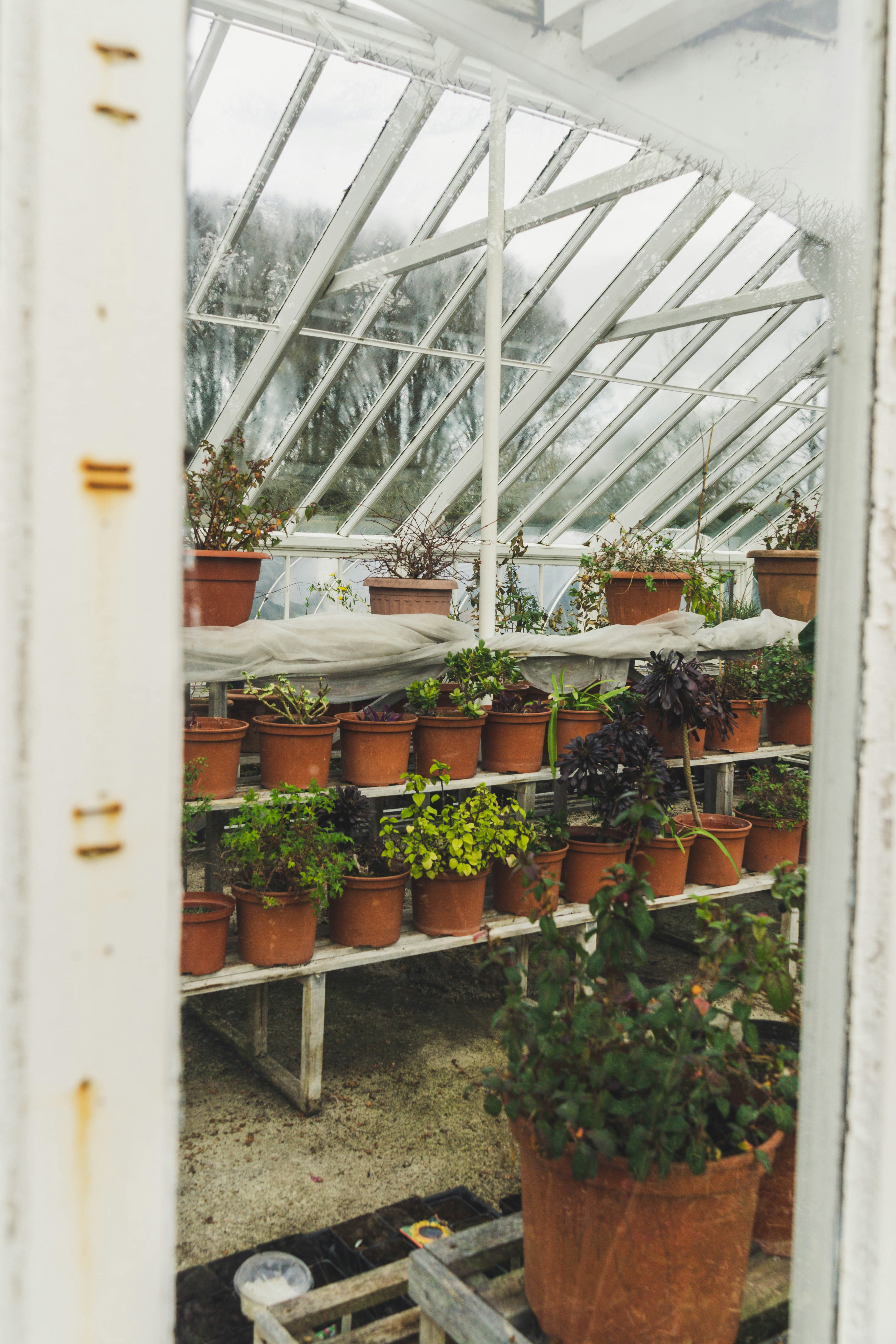 Rows of terracotta pots with various plants inside a sunlit glasshouse.