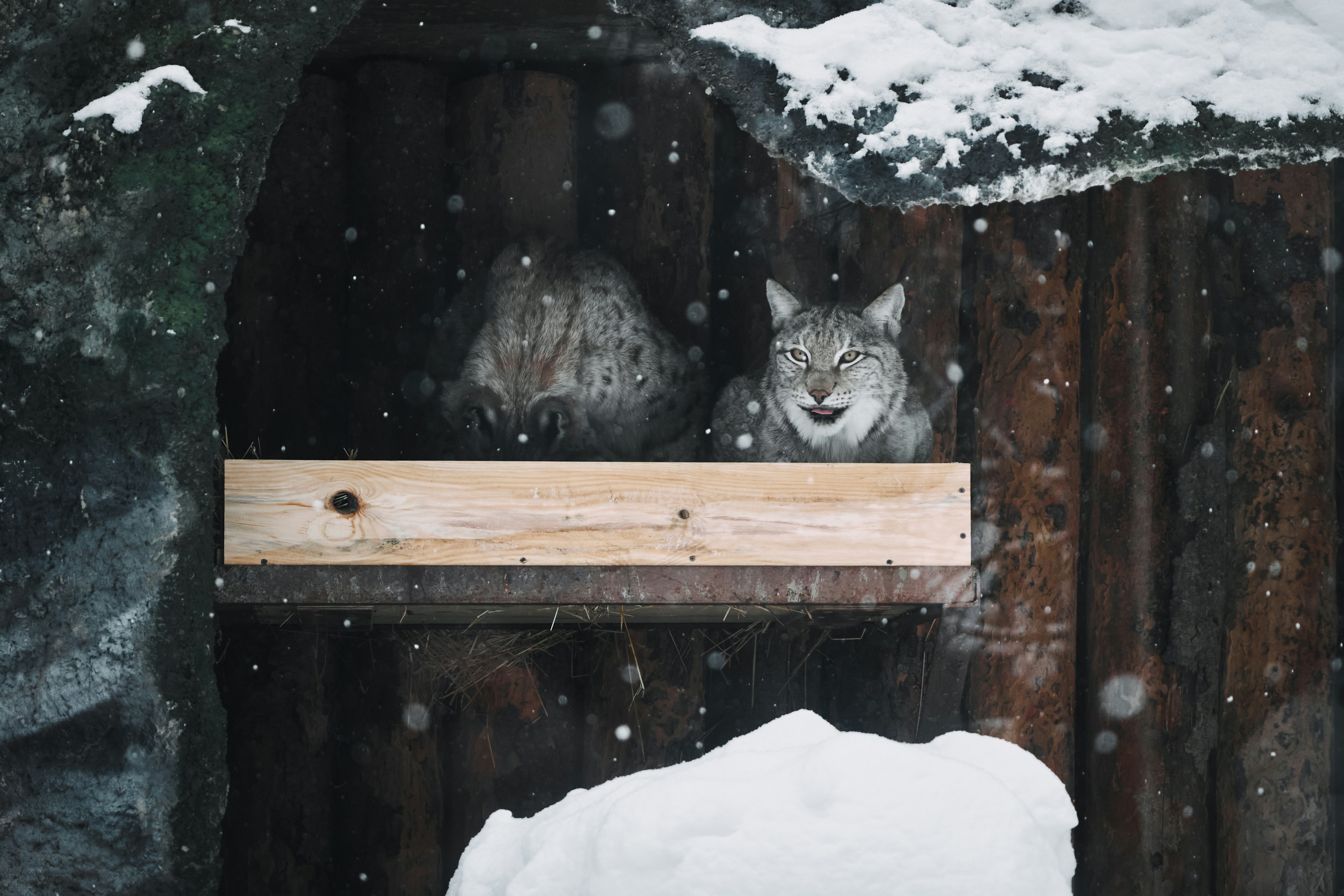 a couple of cats sitting on top of a wooden bench
