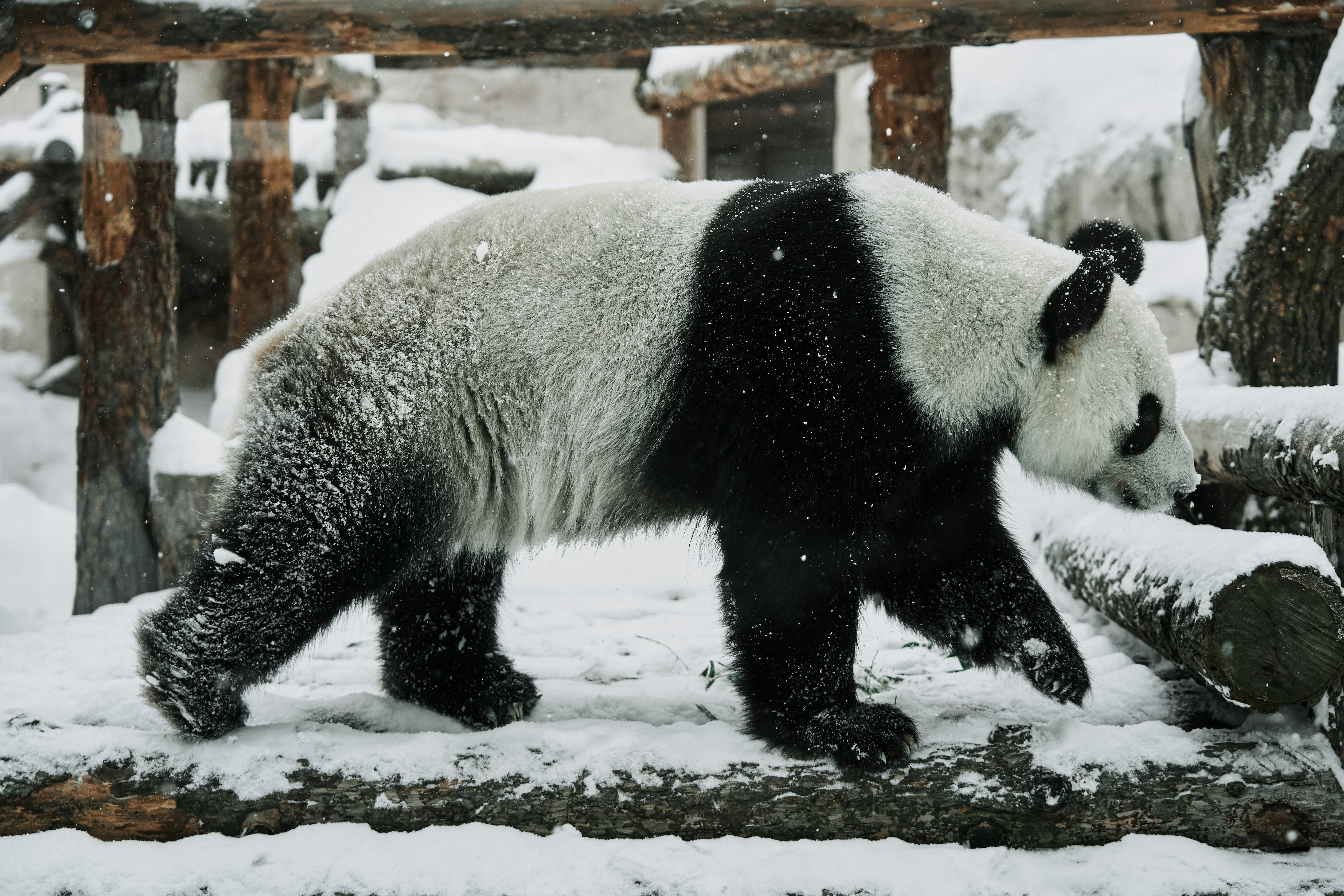 a panda bear walking across a snow covered ground
