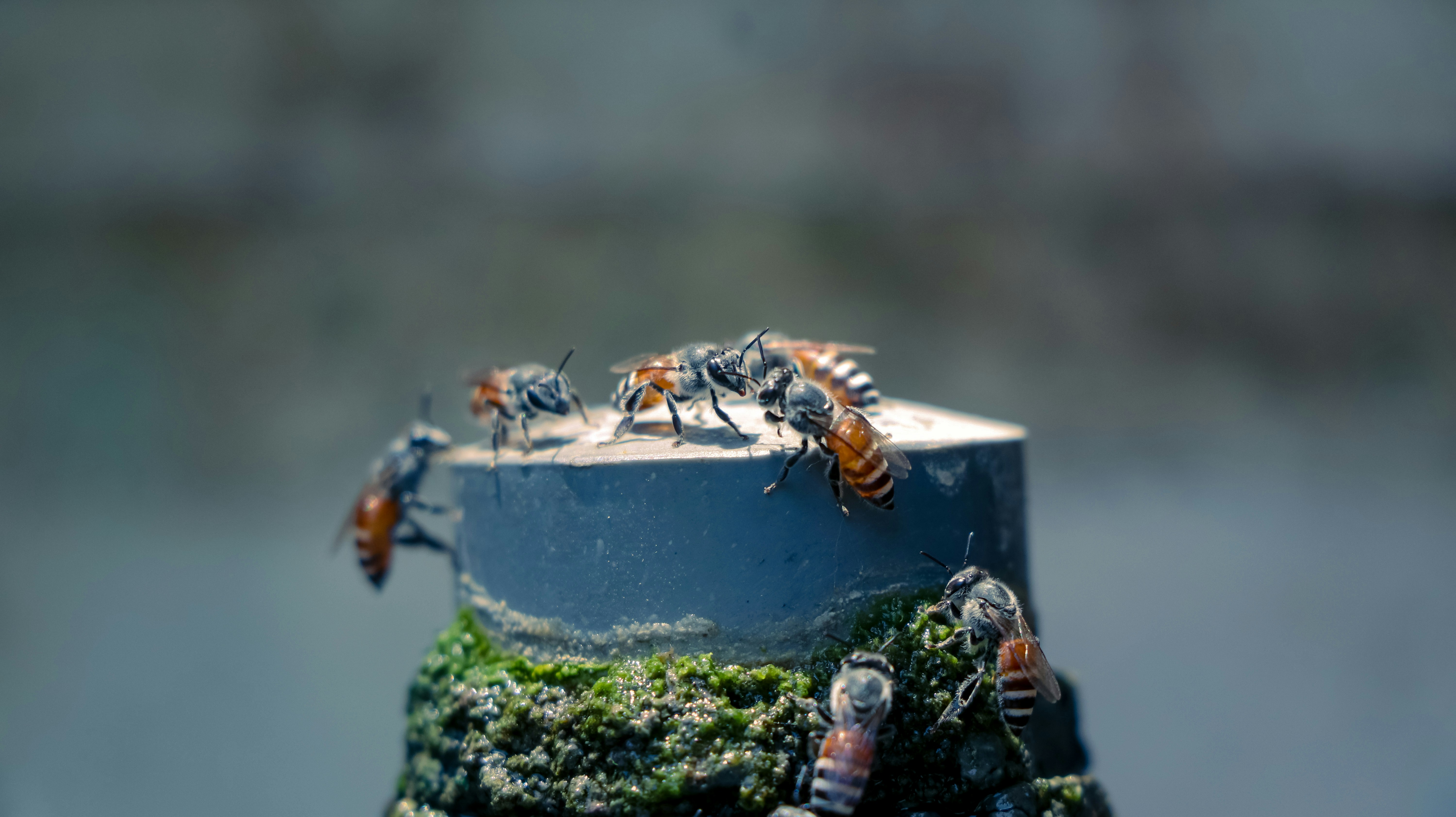 Un grupo de abejas encima de un recipiente de plástico foto – Imagen de ...