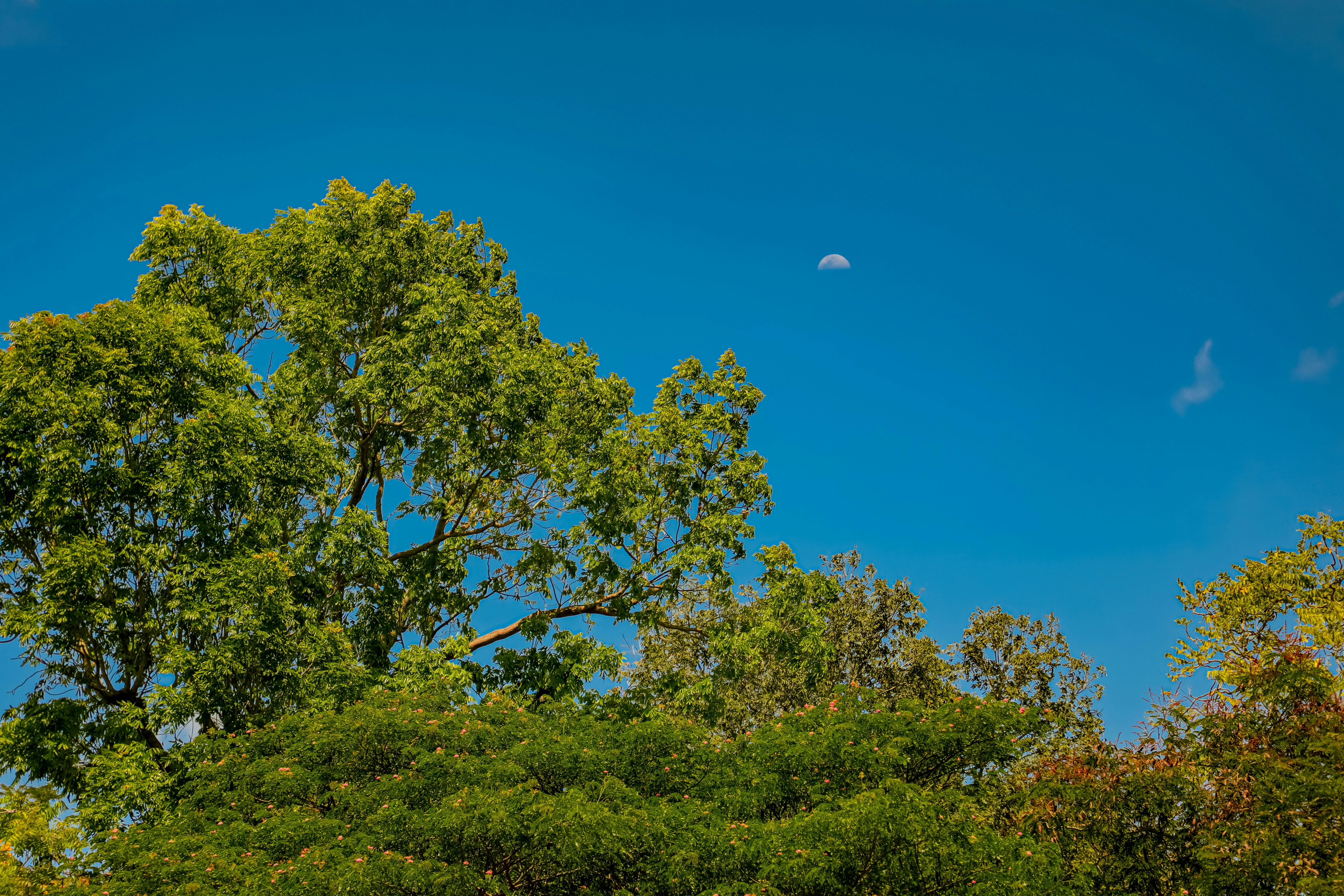 a full moon is seen through the trees