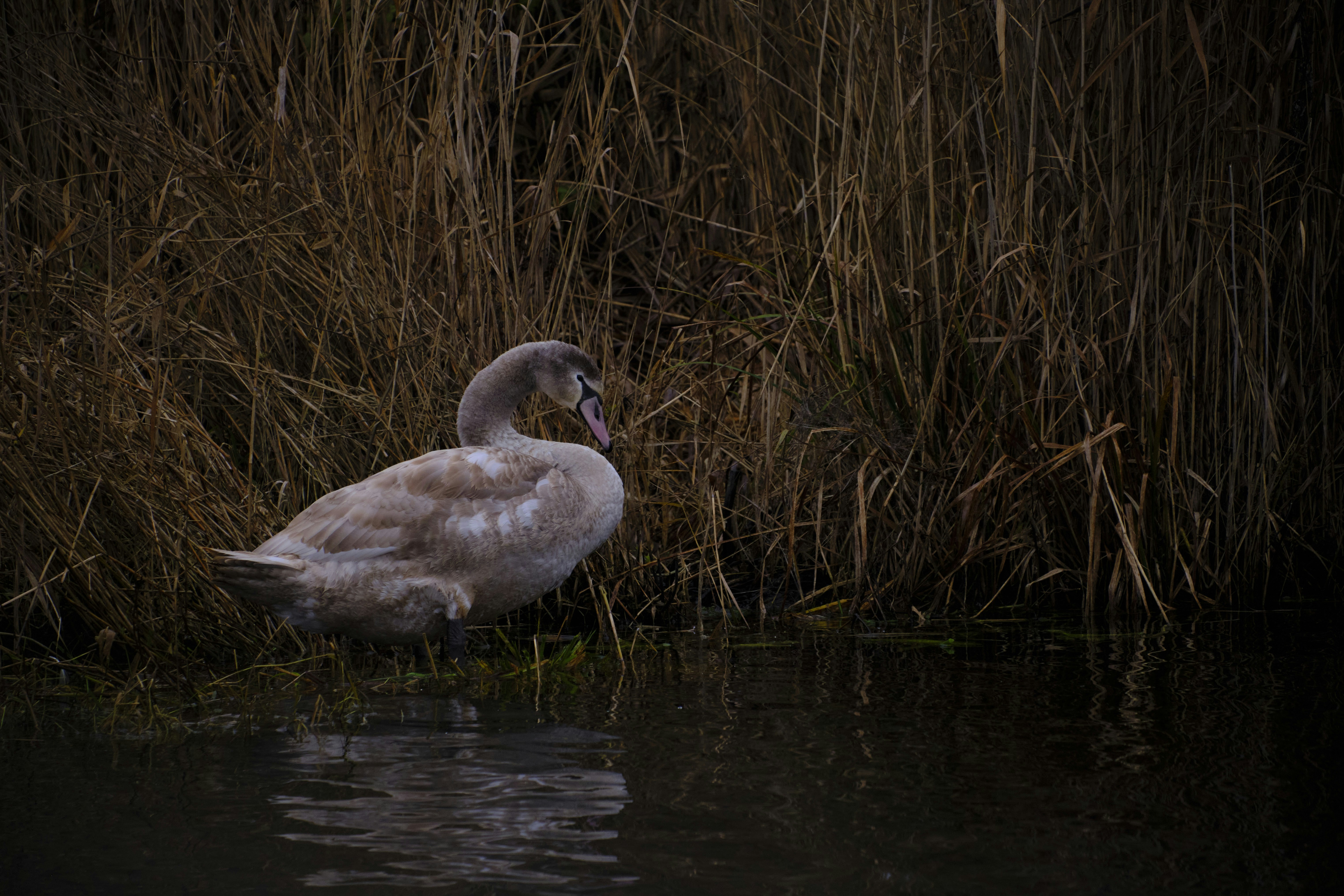 Swan in the reeds early in the morning