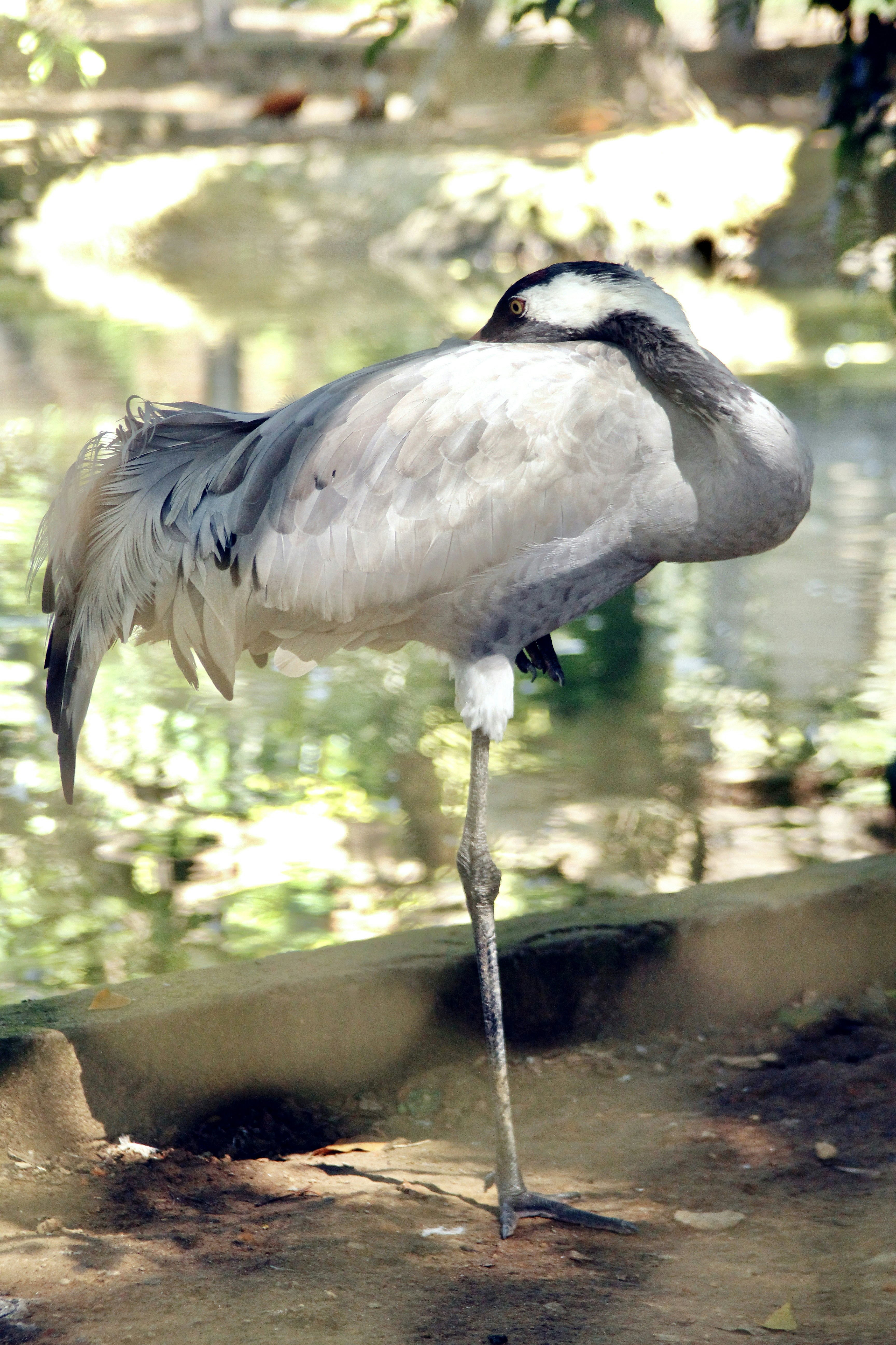 Elegance in Stillness: The Solitary Crane