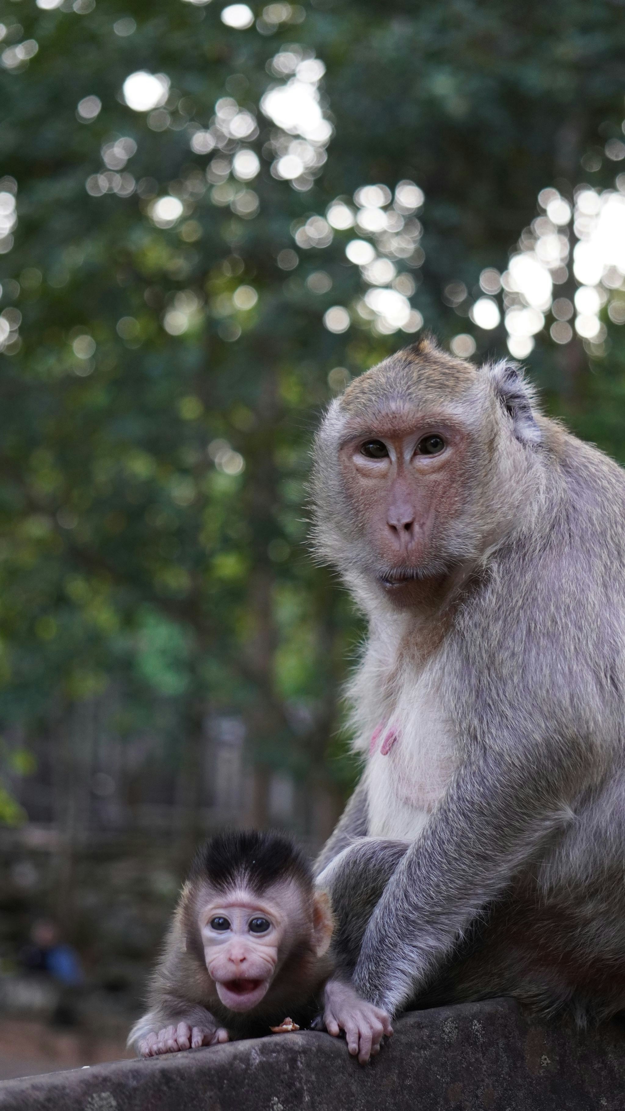 Foto Un mono bebé sentado en la parte superior de una pared de piedra ...