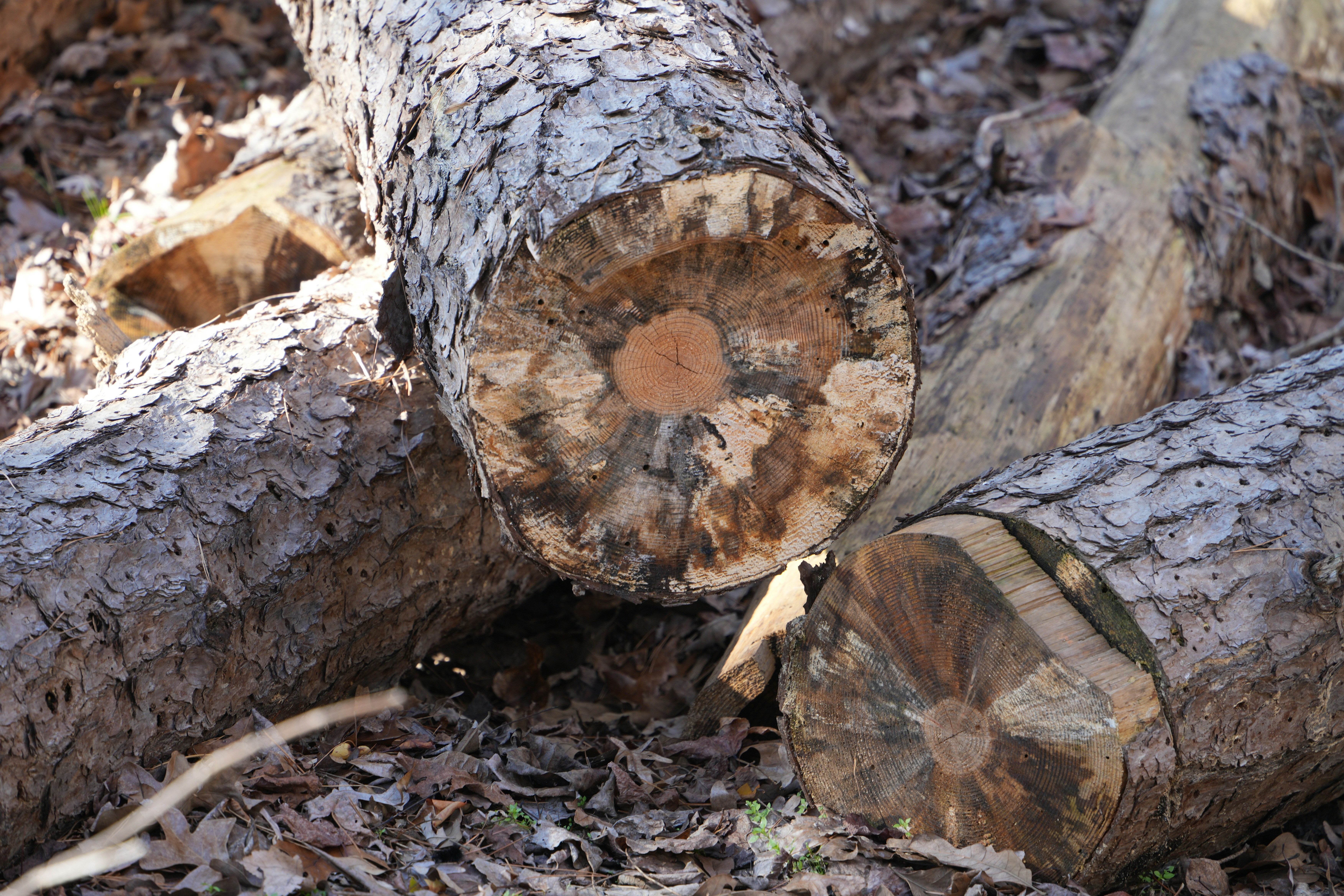A close up of a pile of logs on the ground photo – Free Tree Image on ...