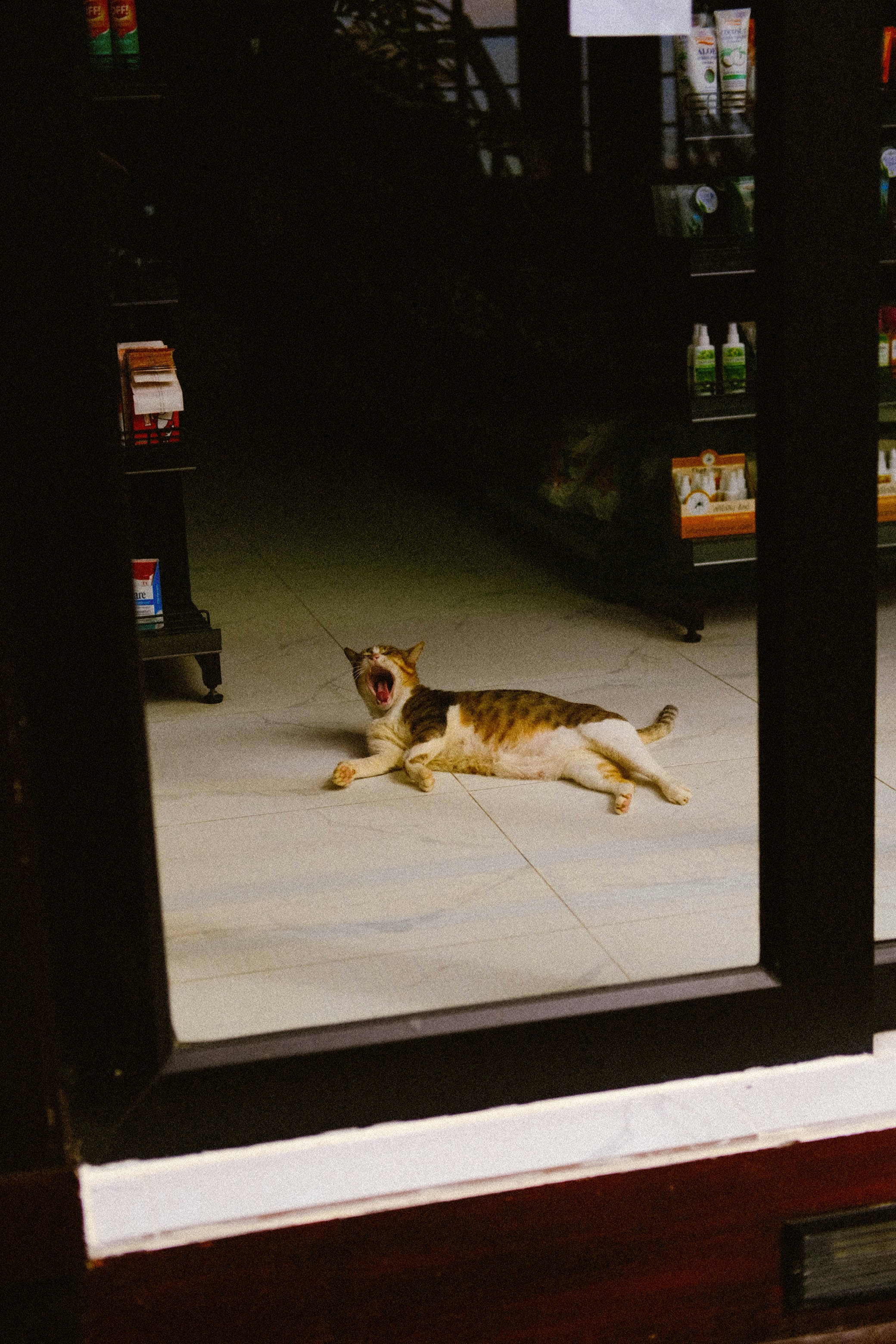 A calico cat lounging on a tiled floor, yawning leisurely in a storefront, surrounded by products on shelves.