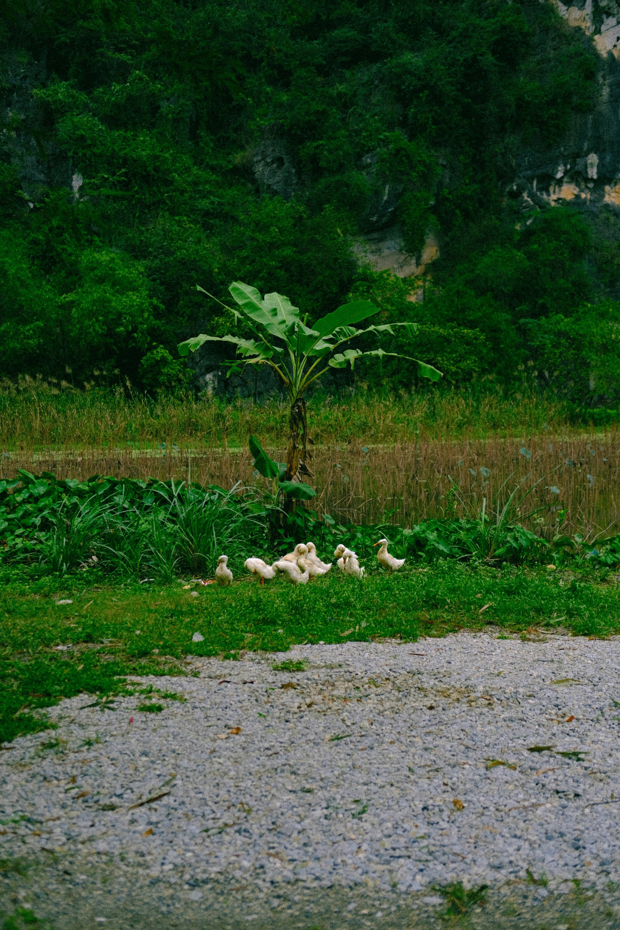 a group of birds sitting in the grass near a tree