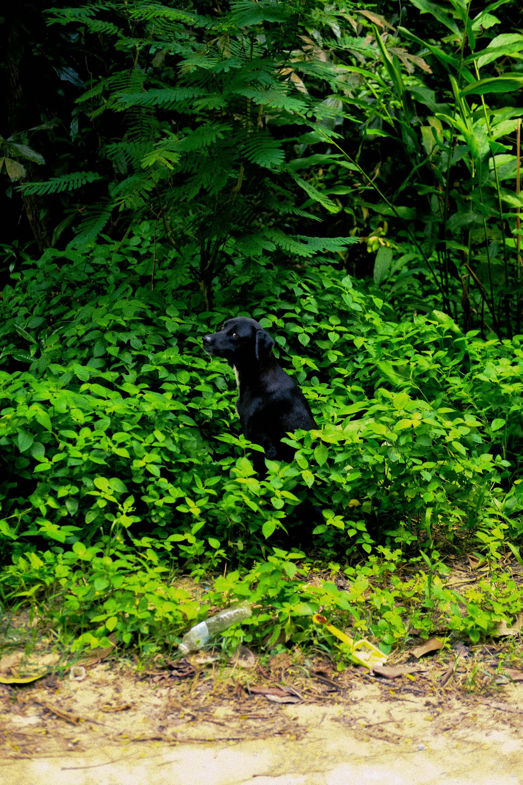 Noir Hound in an Emerald Thicket