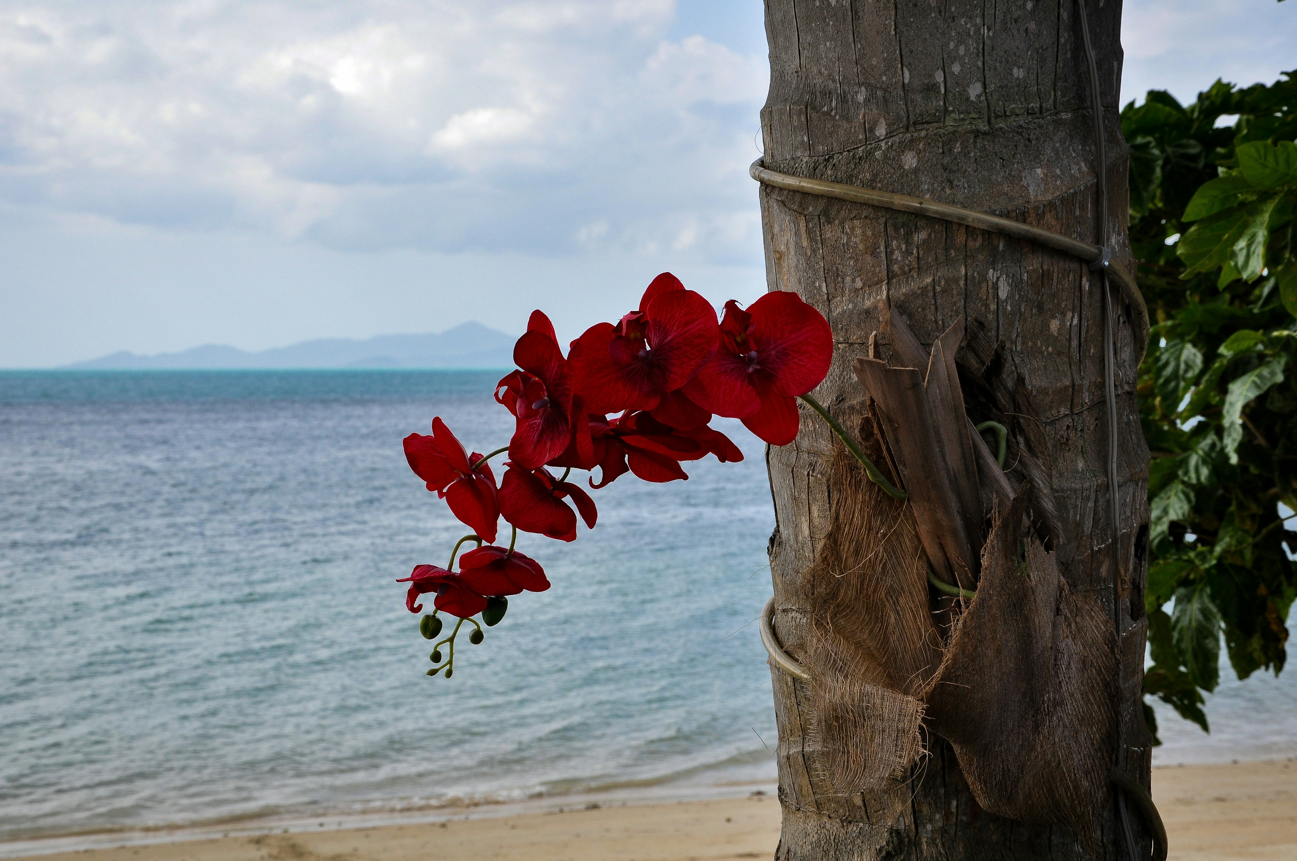 red flowers growing on a tree on a beach