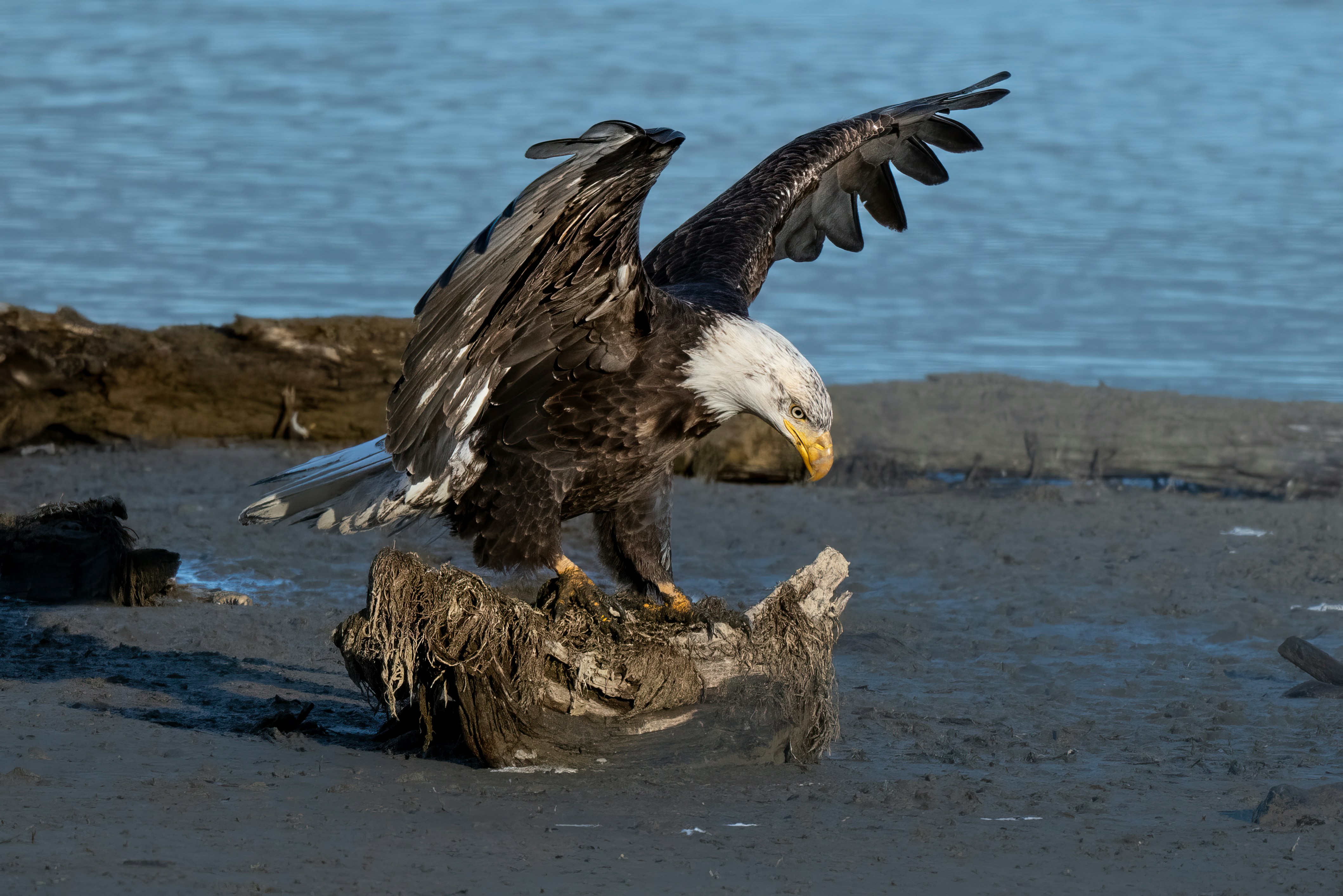 A bald eagle spreads its wings on a tree stump photo – Free Birds Image ...
