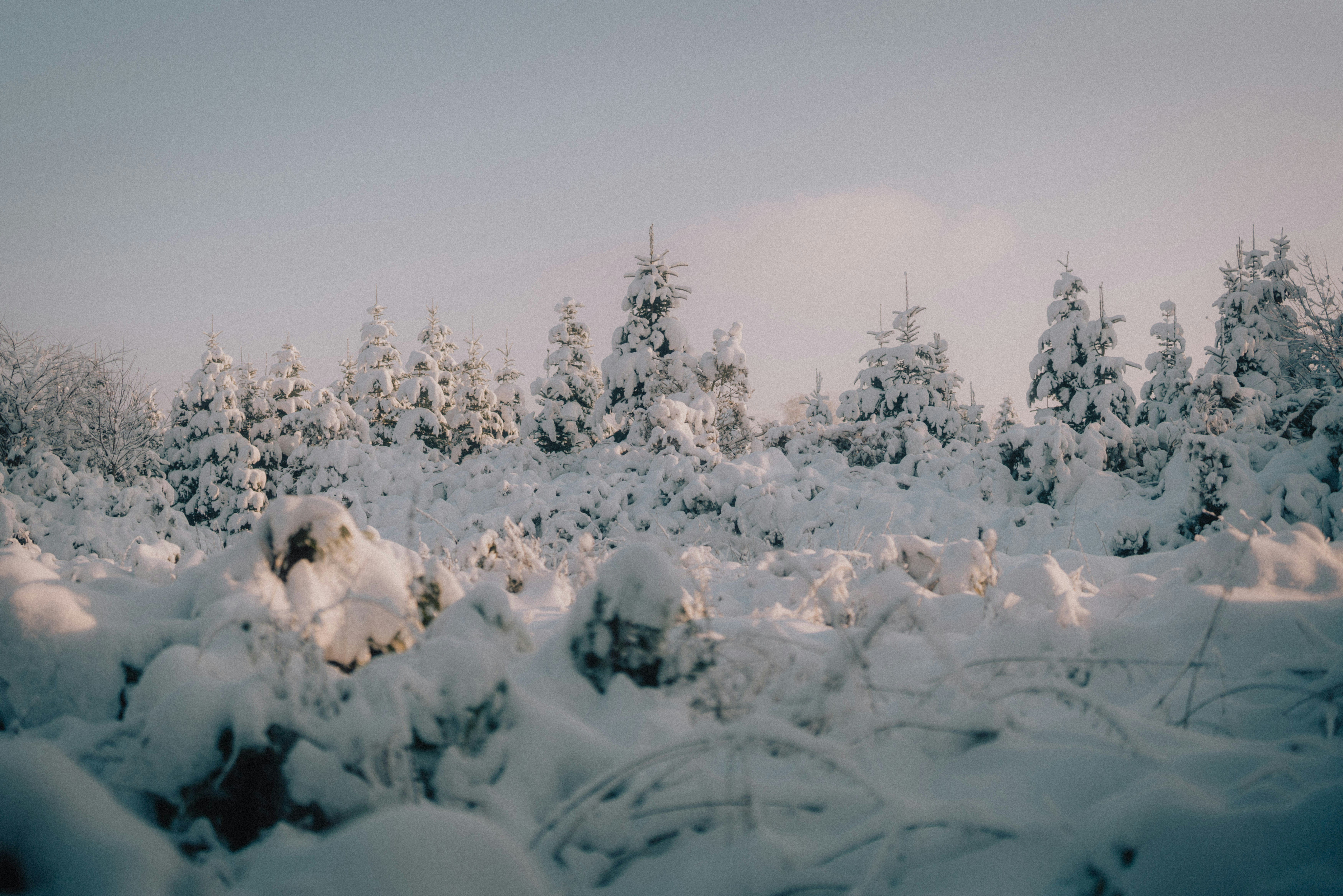 A snow covered forest with lots of trees photo – Free Bayern Image on ...