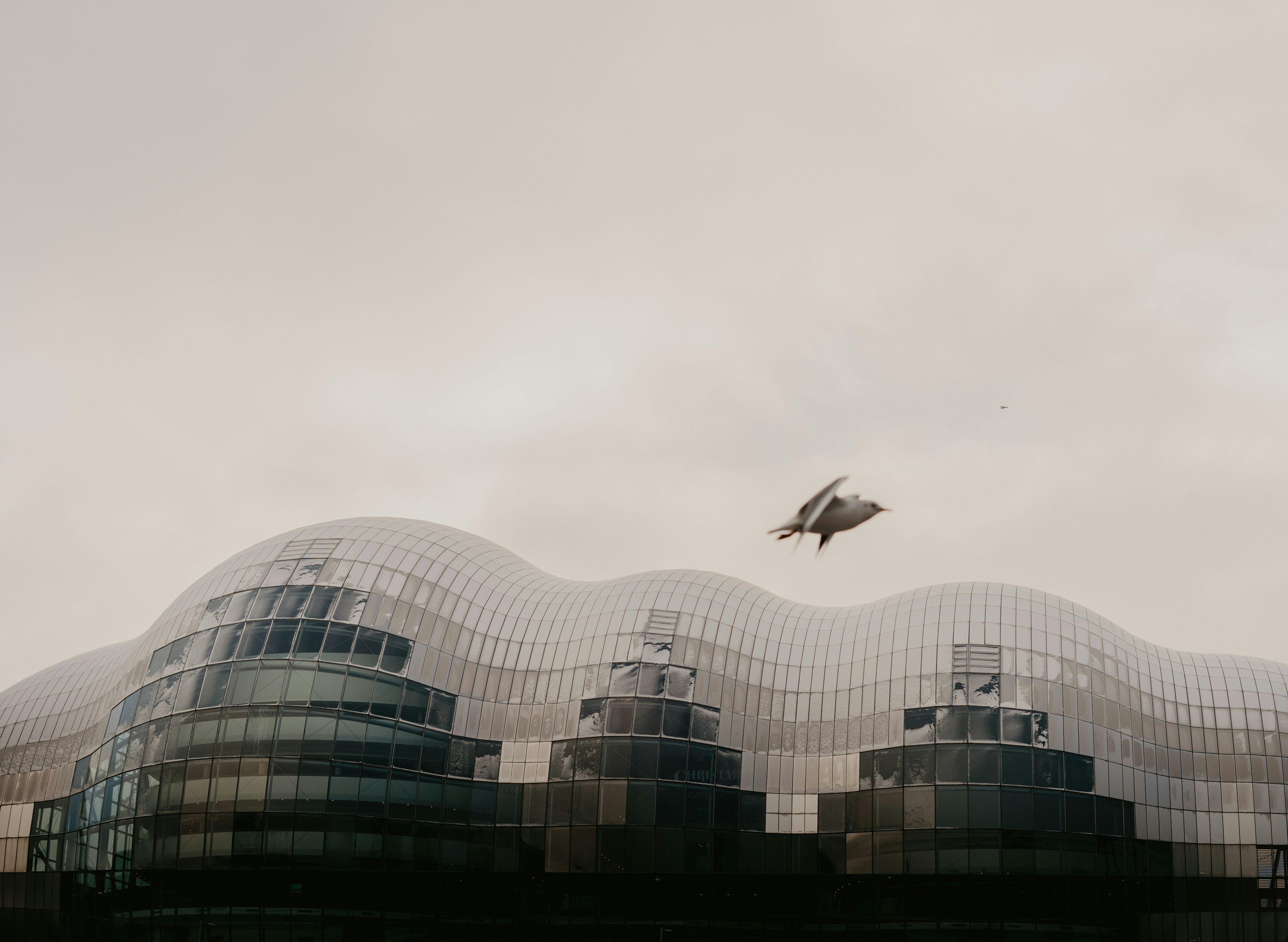 Foto Un pájaro volando sobre un edificio con un techo curvo – Imagen ...