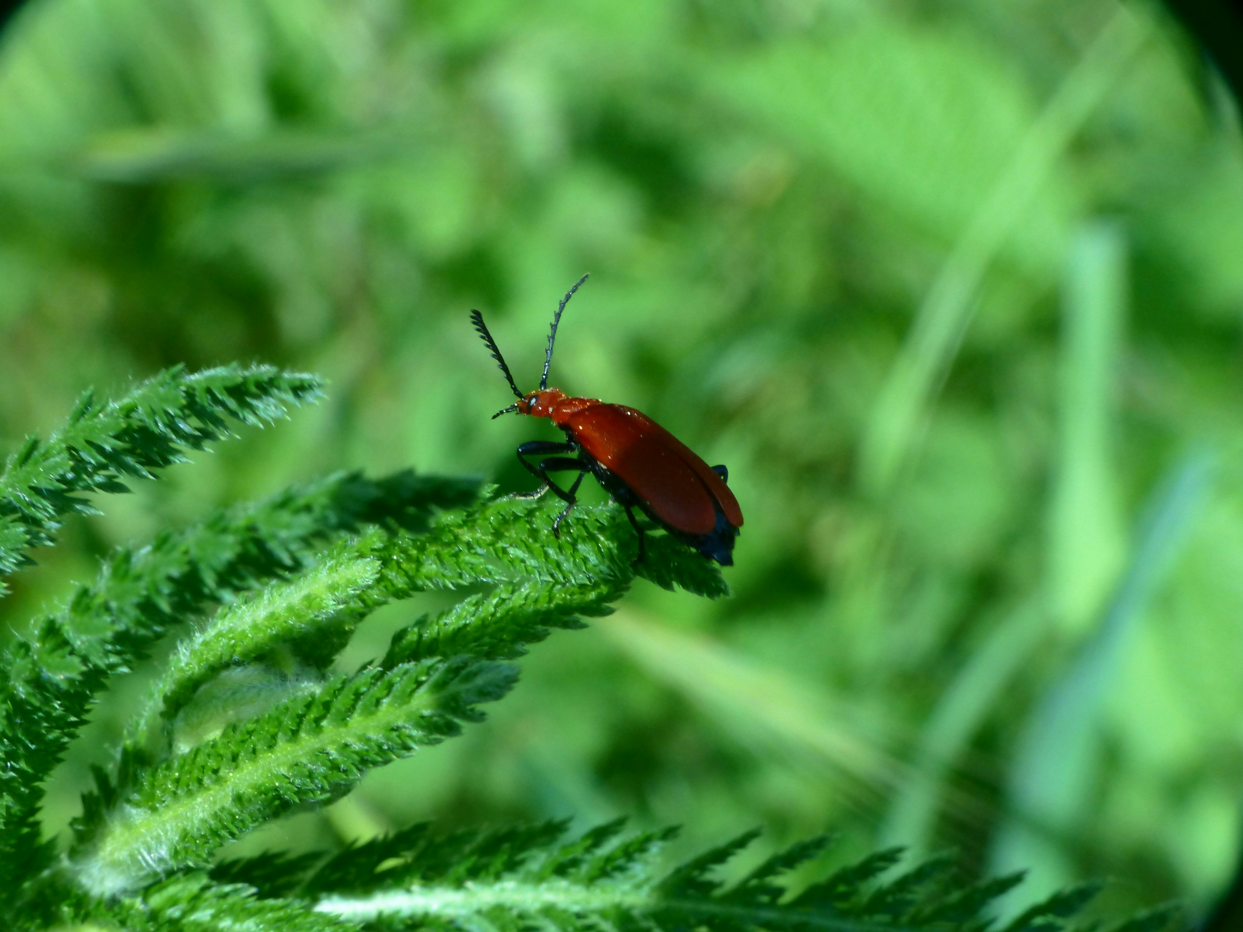 A red bug sitting on top of a green leaf photo – Free Insect Image on ...