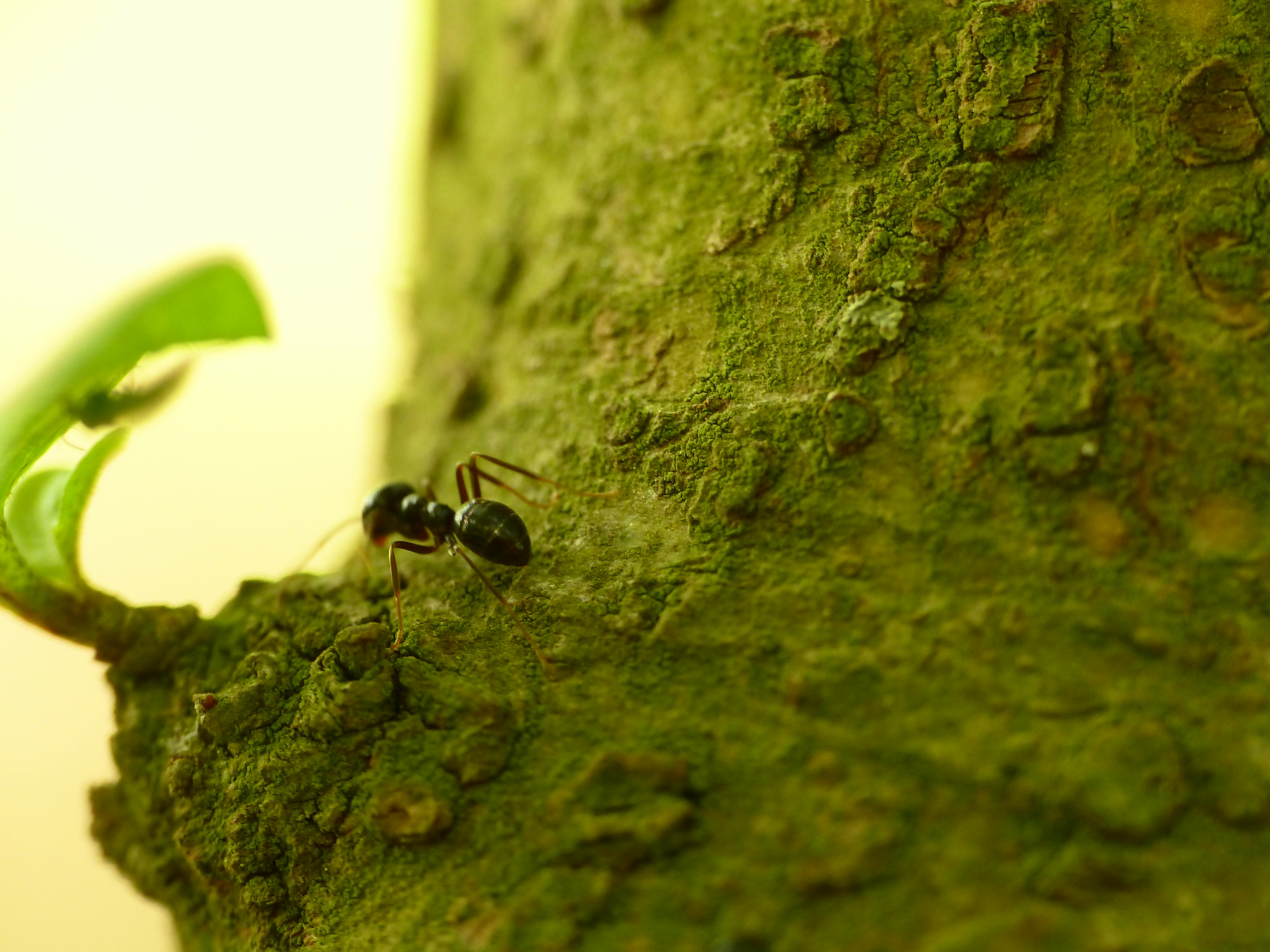 A close up of two ants on a tree photo – Free Insect Image on Unsplash