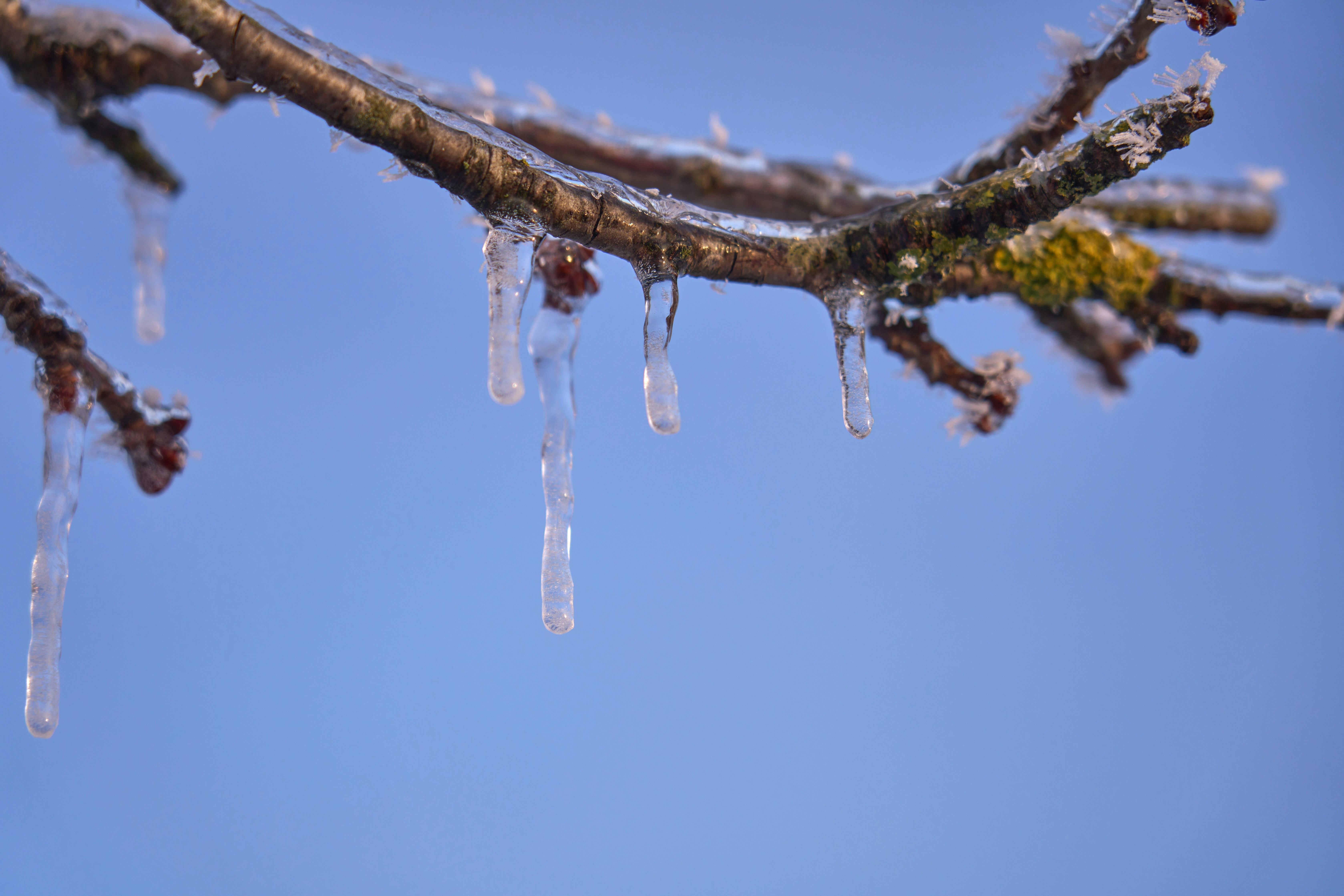 A tree branch with icicles hanging from it photo – Free Ice Image on ...