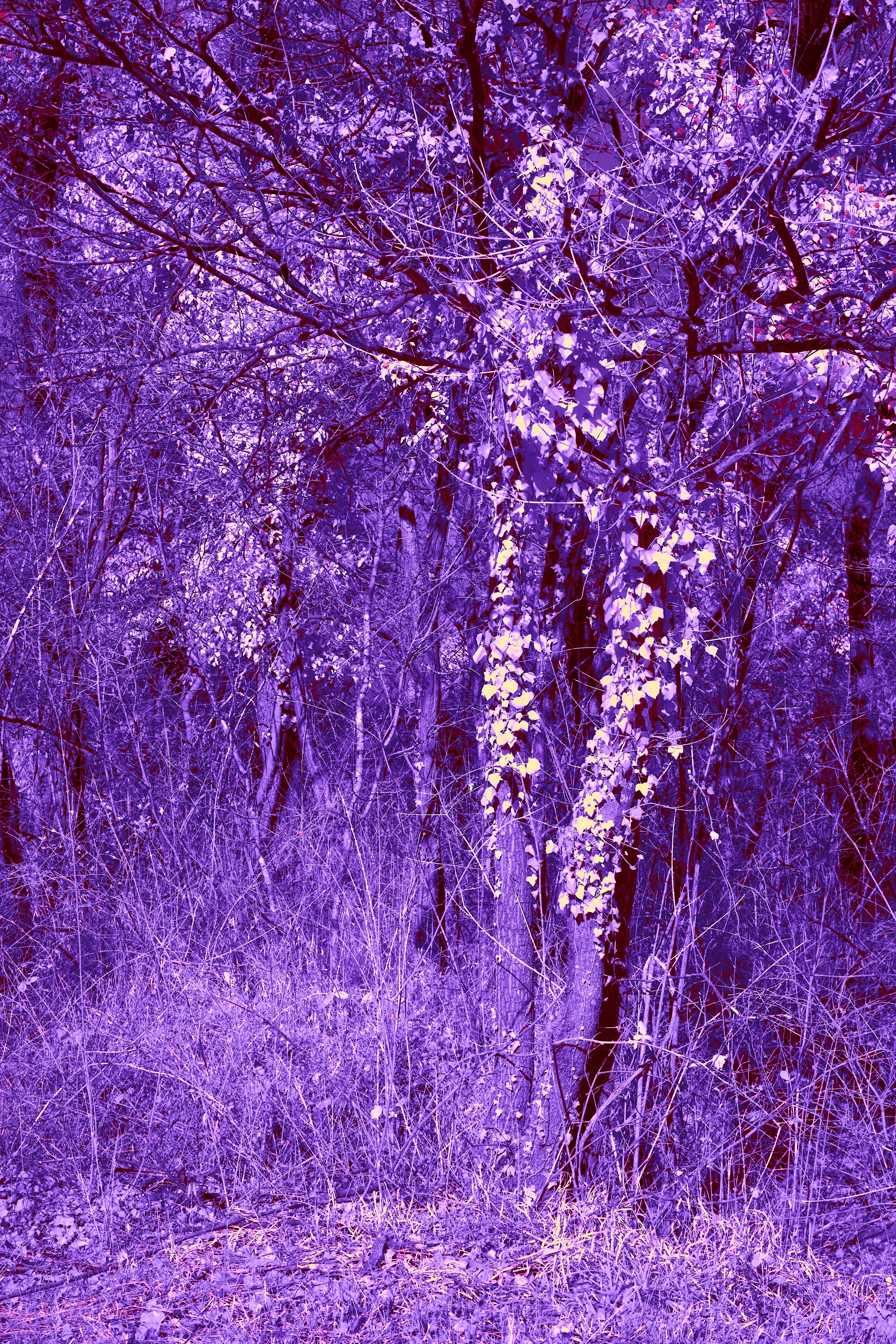 Purple Tree Background