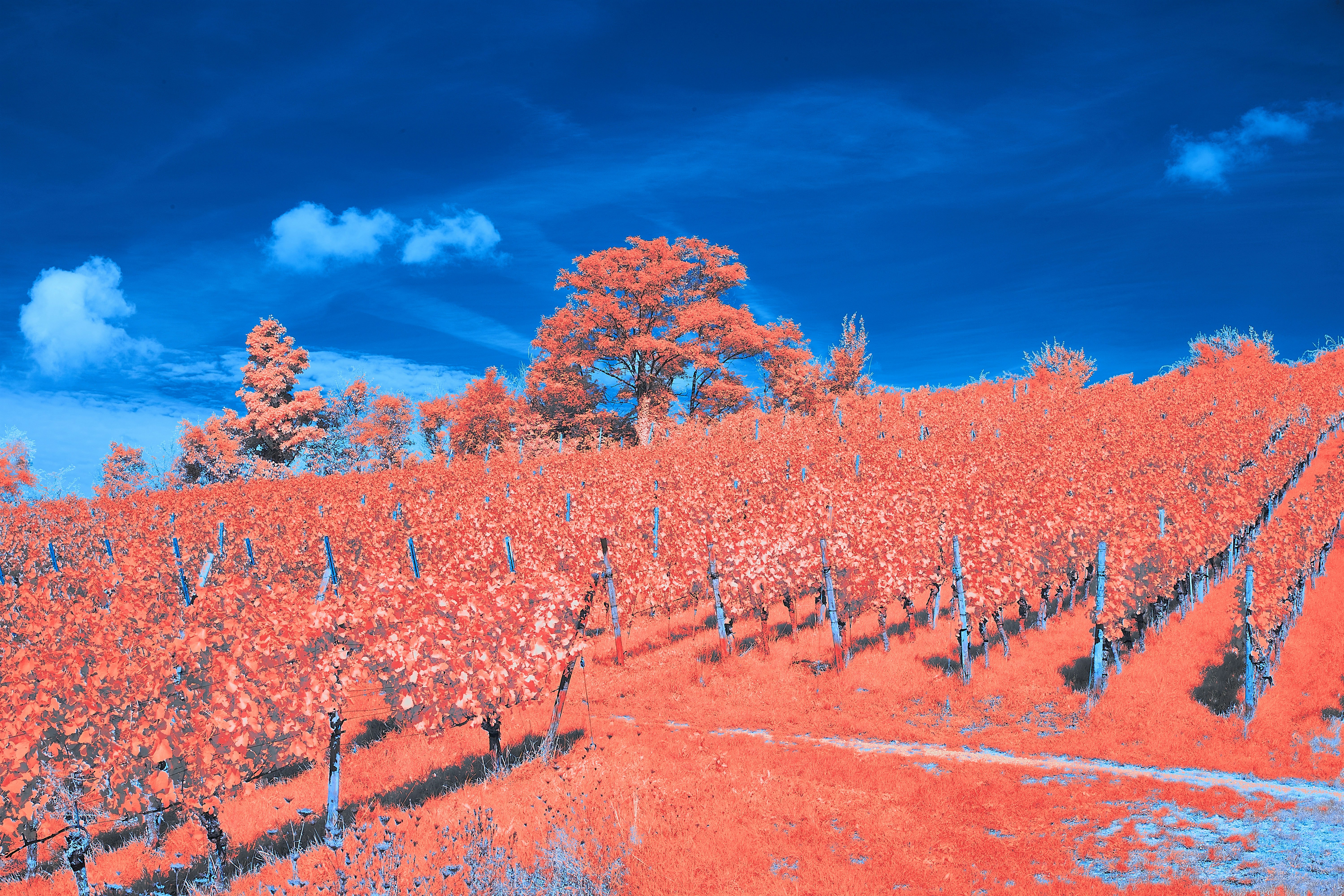 An infrared image of a vineyard in autumn photo – Free Leaf Image on ...